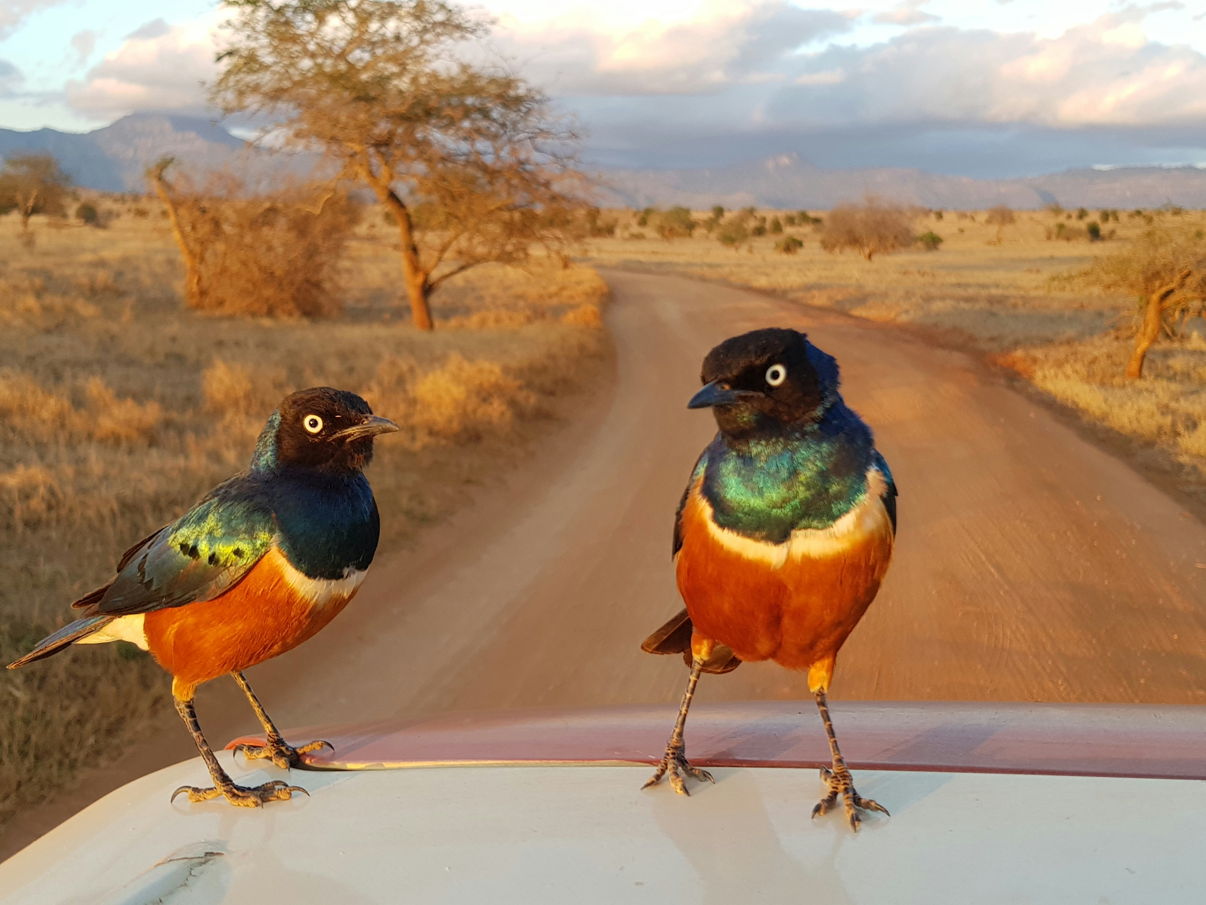 Two jewel-toned starlings guard a sunlit savannah road