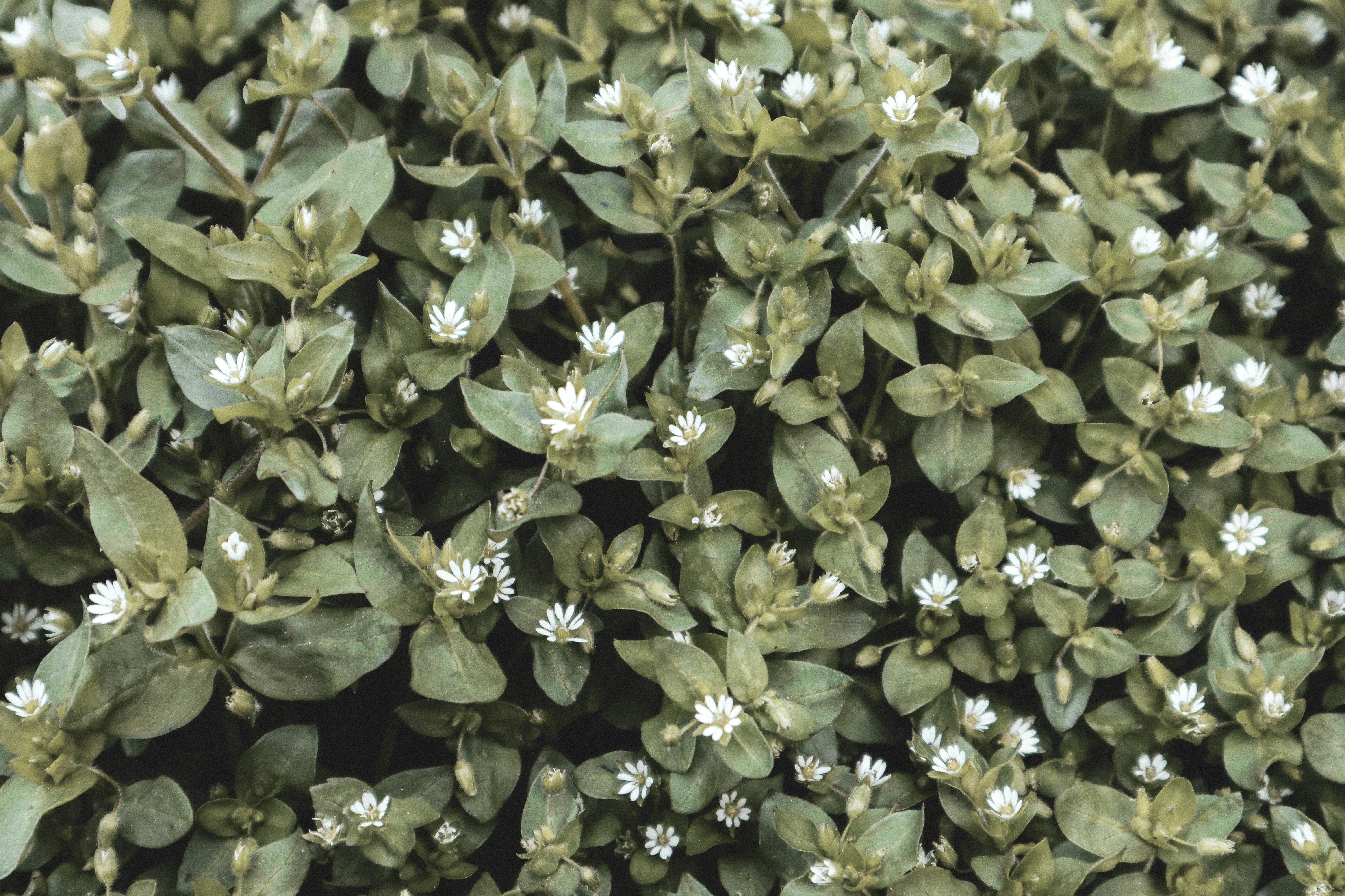green plant with water droplets