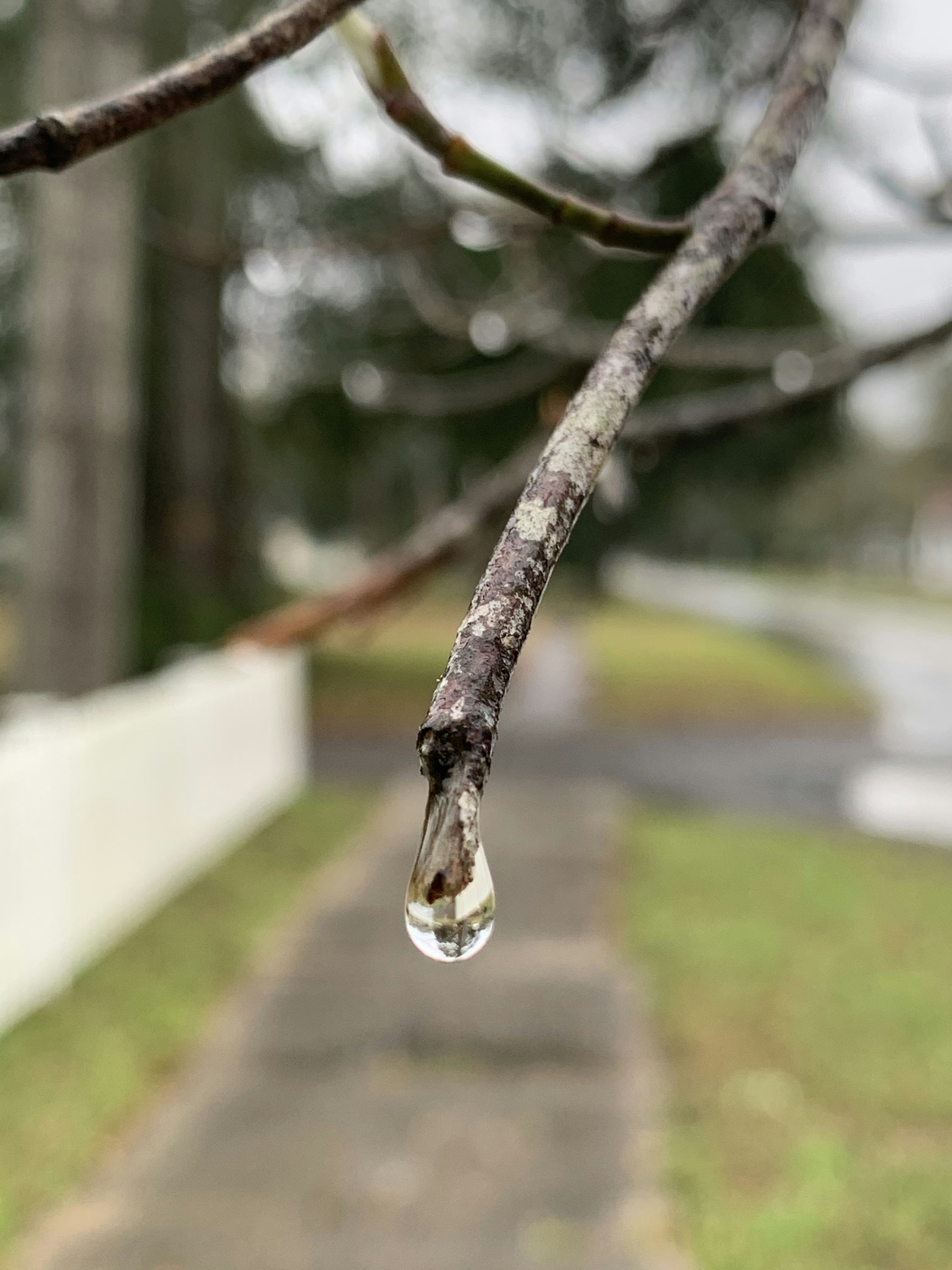 Droplet Crown: A Resin of Rain on a Bare Branch