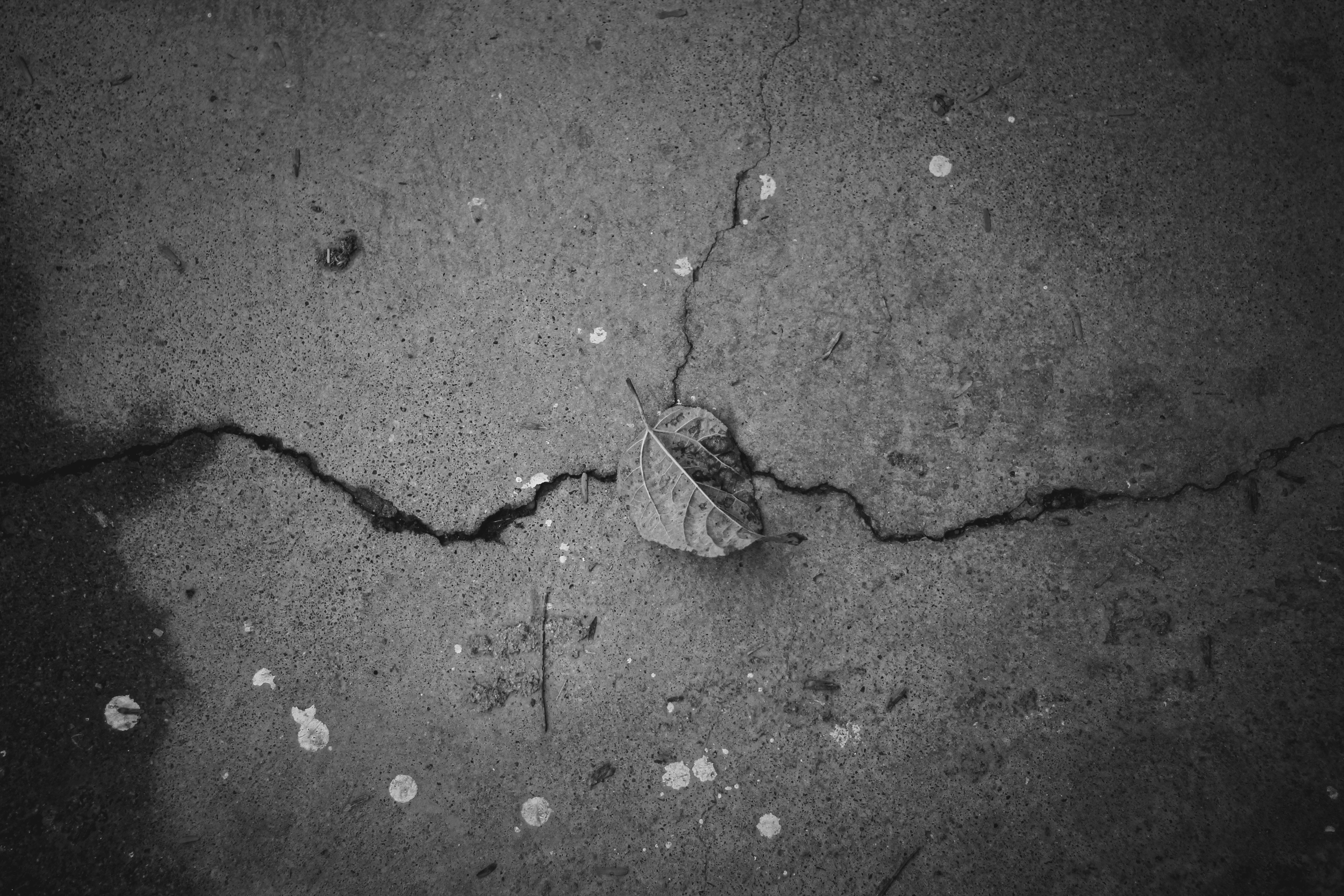 LEAF / NATURE / MINIMAL / BW / EARTH