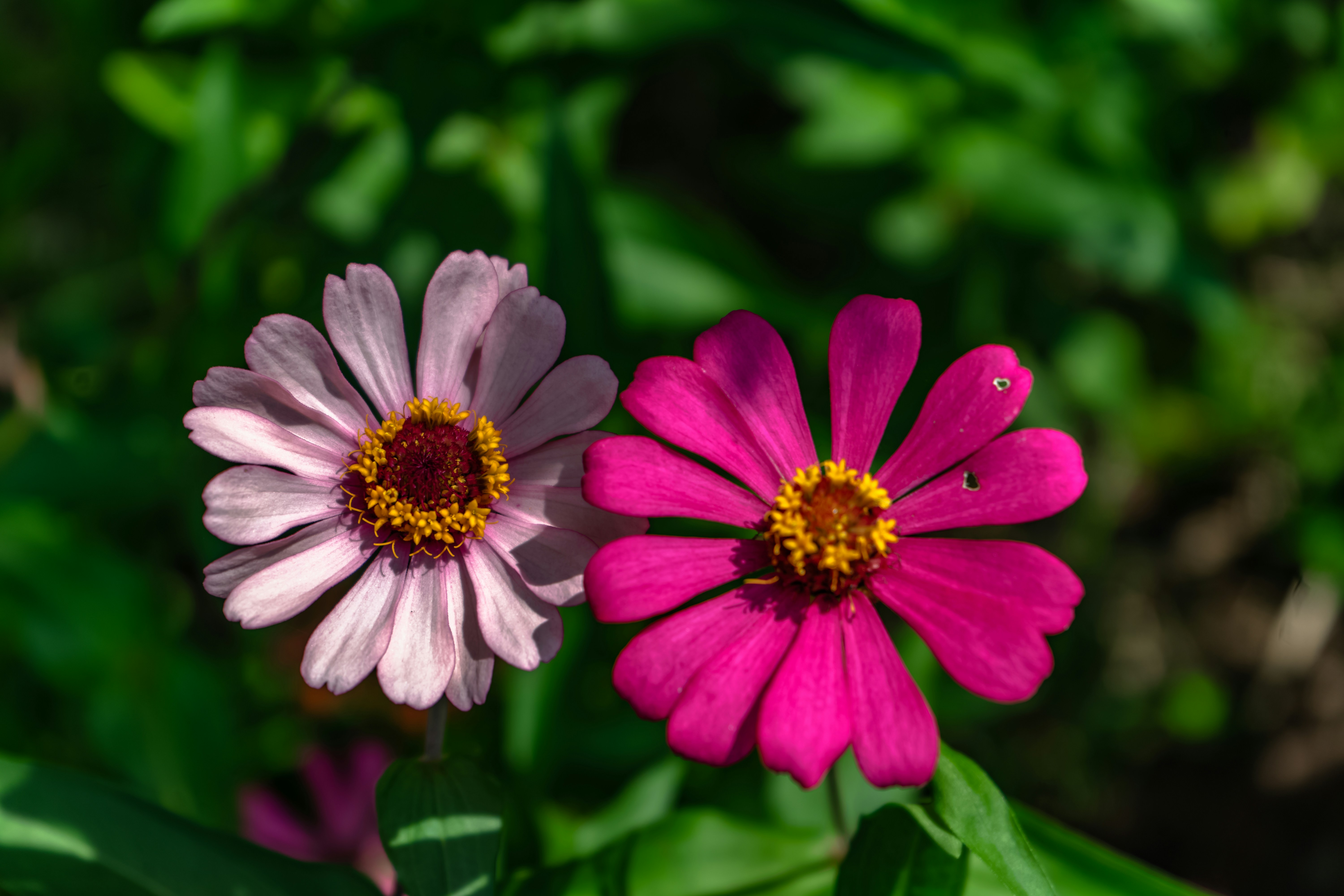 Two colorful flowers in full bloom with lush green foliage in the background.