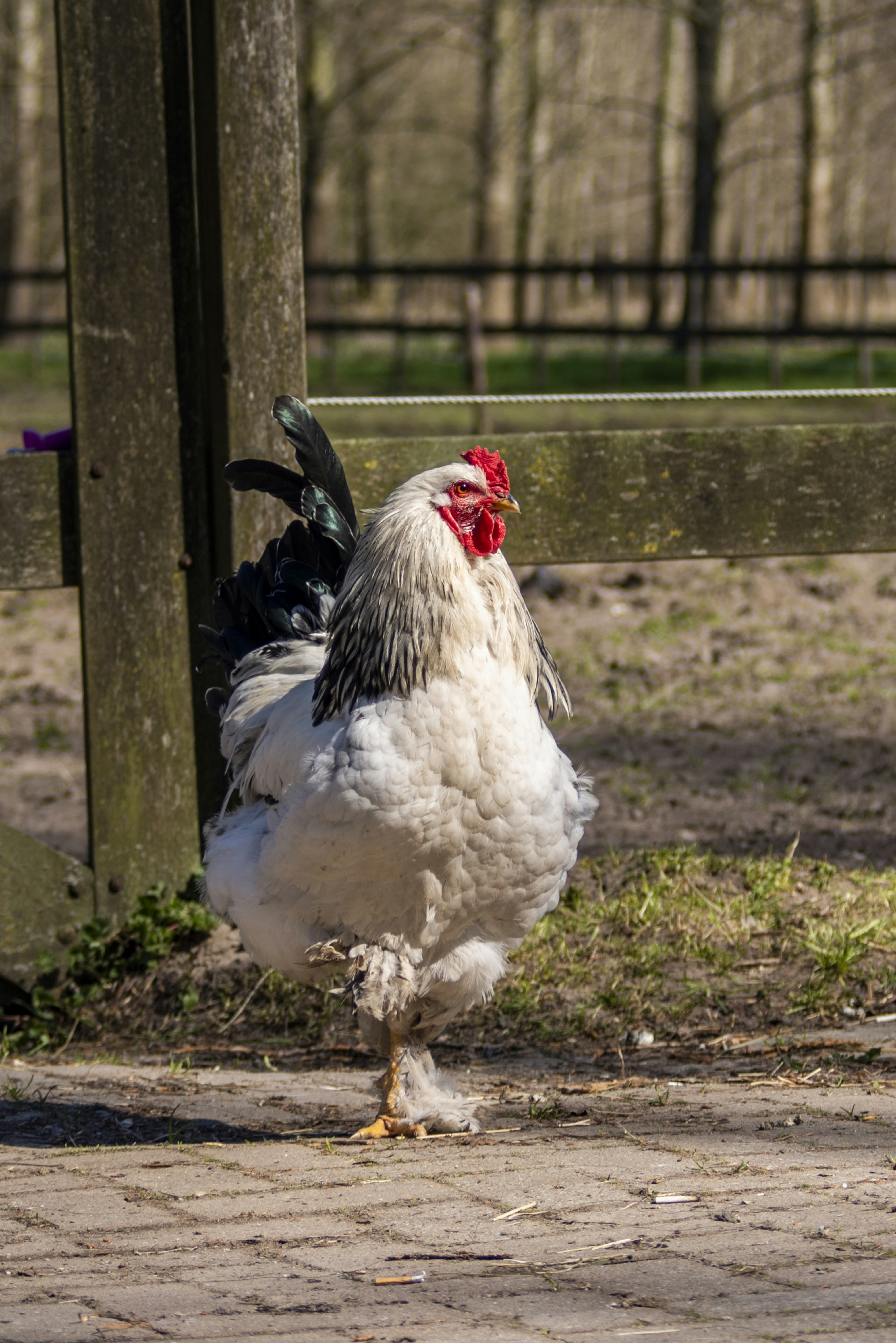 White chicken on green grass field during daytime photo – Free Chicken ...