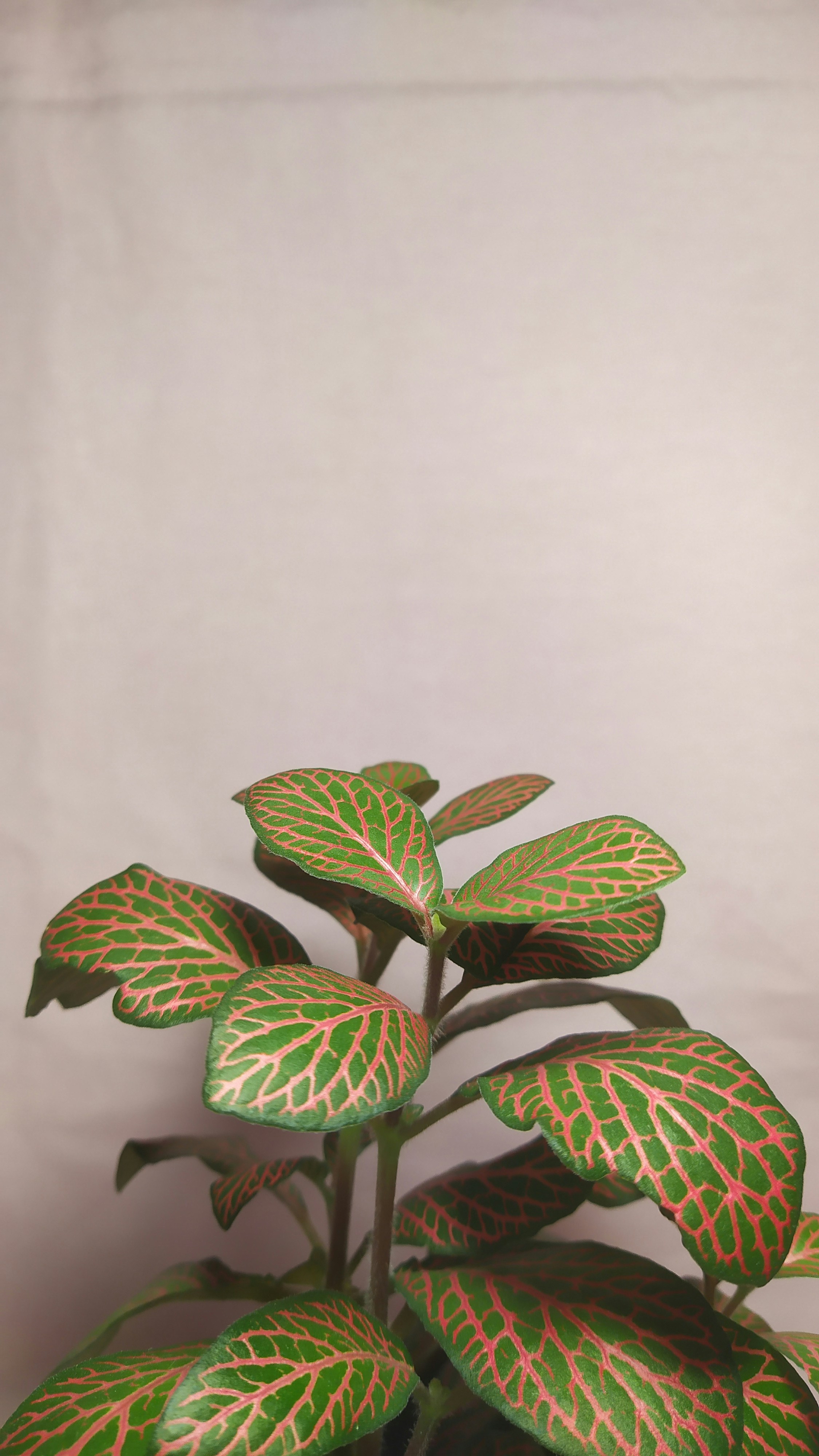 Veined Green: A Close-Up of Coral-veined Leaves Reaching for Light