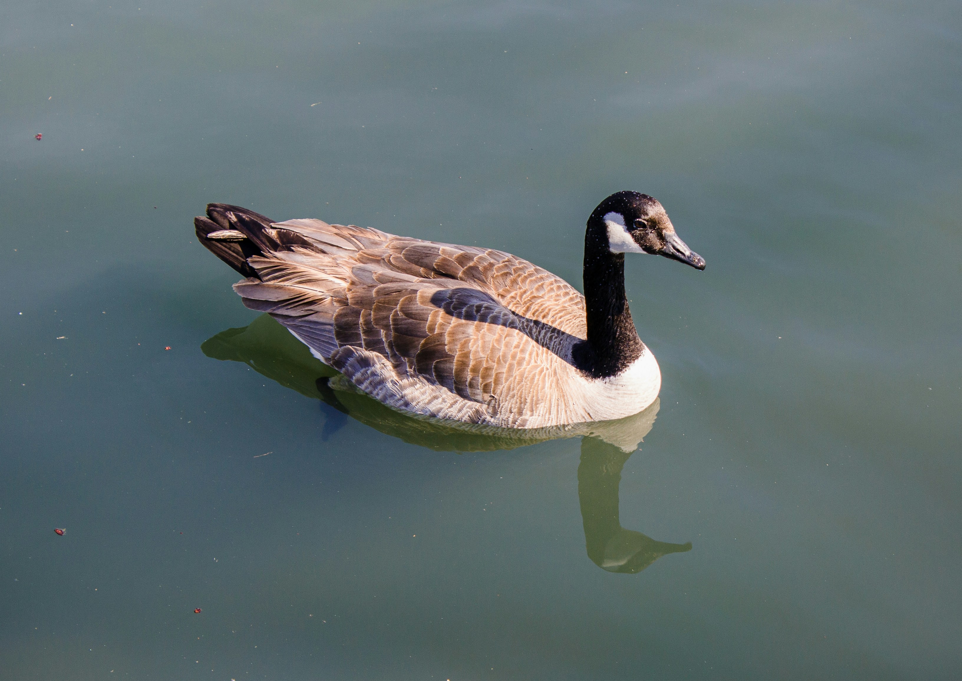 A lone goose gracefully swims across calm waters, its reflection mirrored in the surface. The tranquil scene captures the essence of nature's elegance.