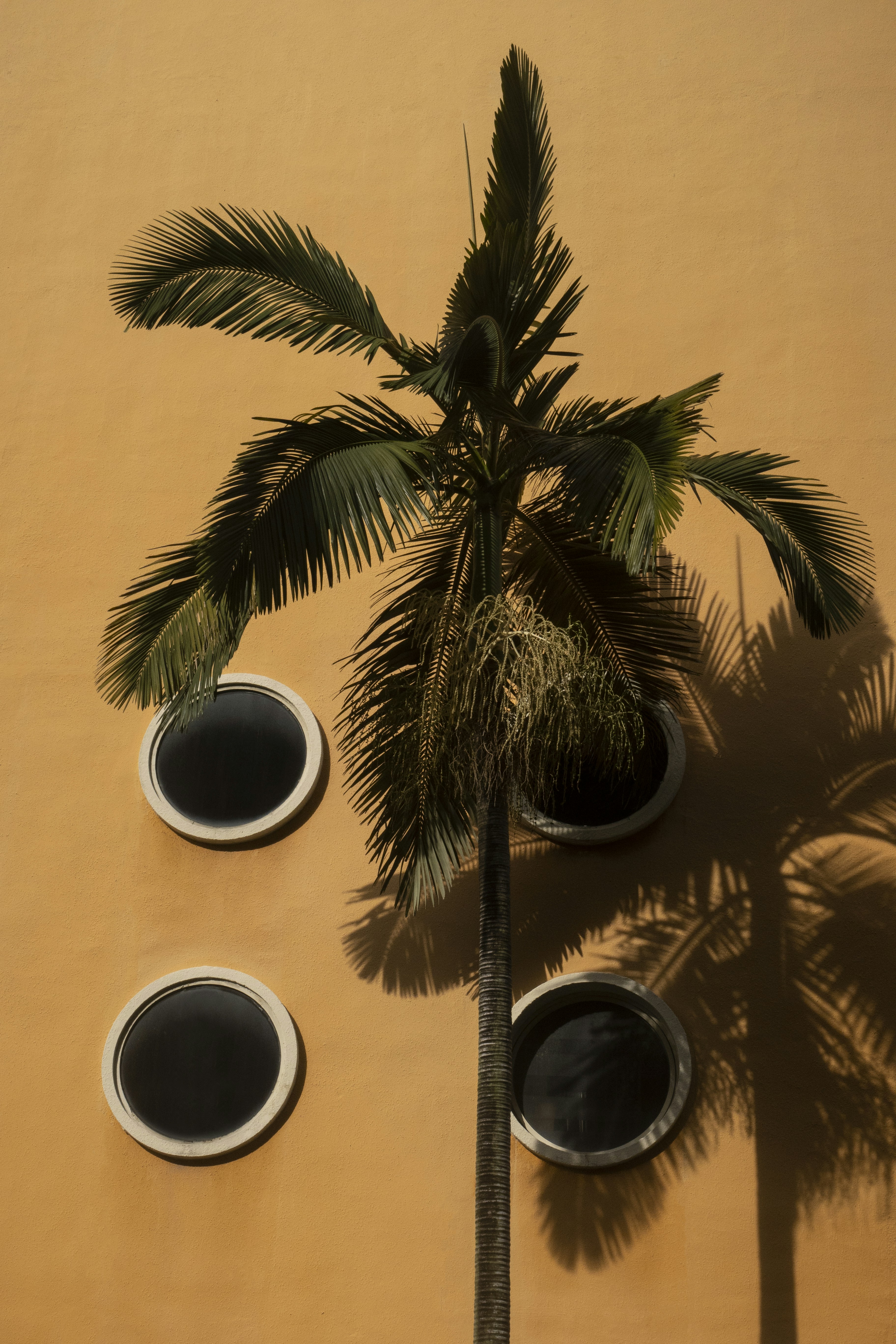 A palm tree casts intricate shadows against a vibrant yellow wall adorned with circular windows.