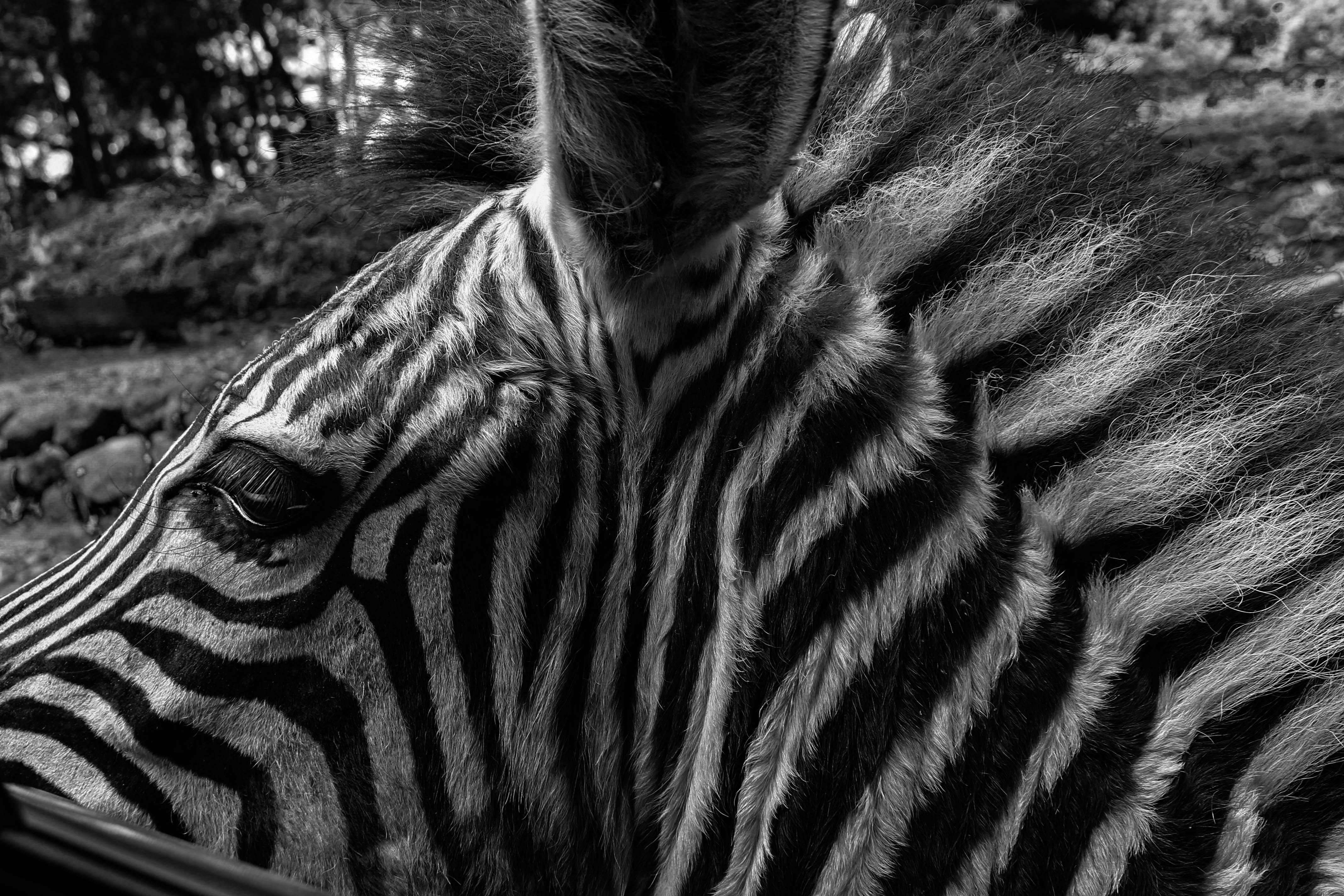 grayscale photo of zebra during daytime