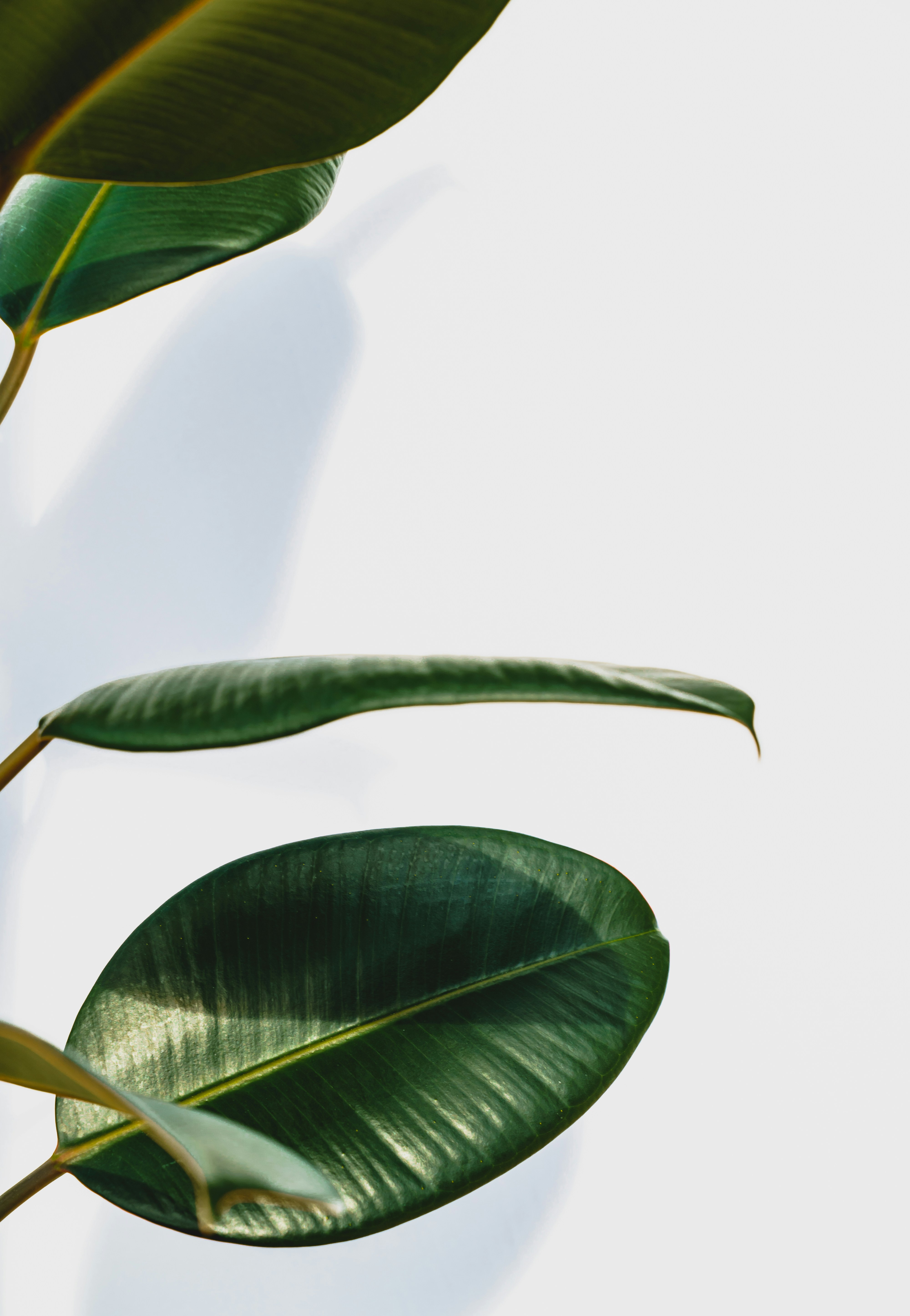 Grünes Blatt in Nahaufnahmen Foto – Kostenloses Bild zum Thema Pflanze ...