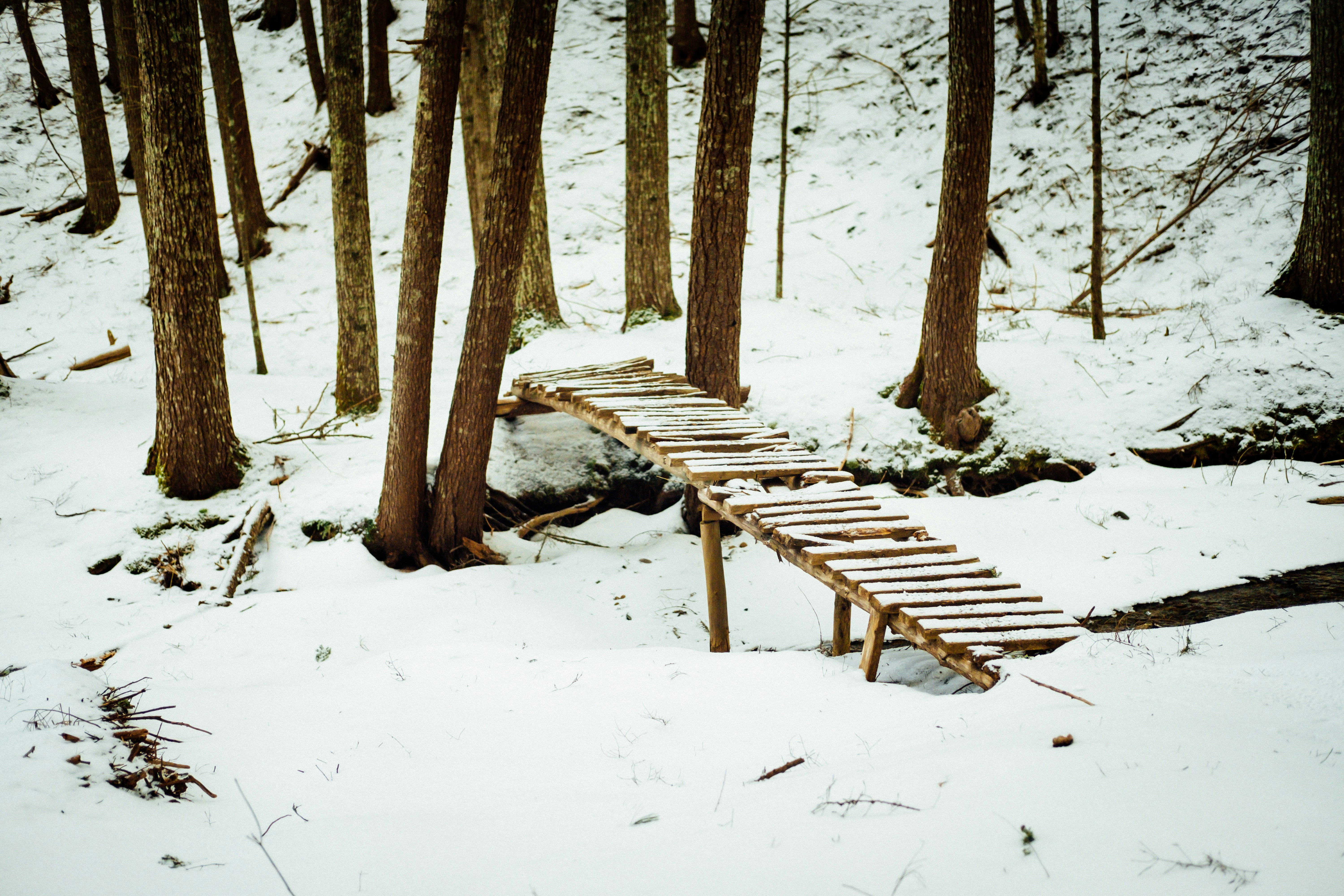 Snow-Kissed Boardwalk Winding Through a Quiet Pine Forest