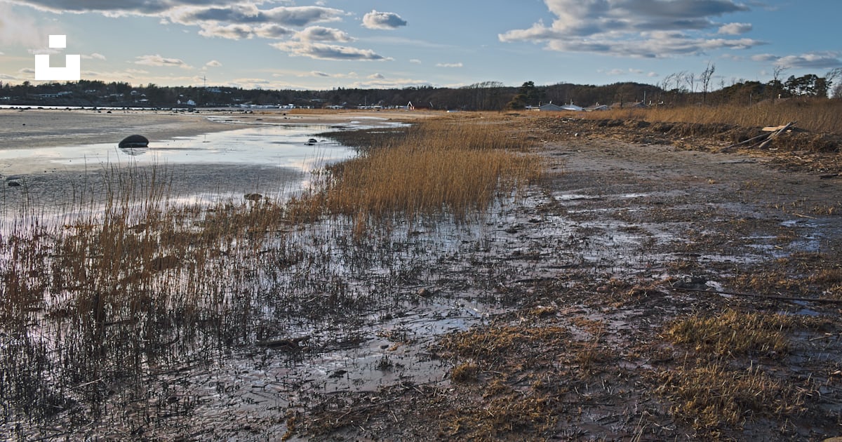 Brown Grass Near Body Of Water Under Blue Sky And White Clouds During Daytime Photo Free Grey