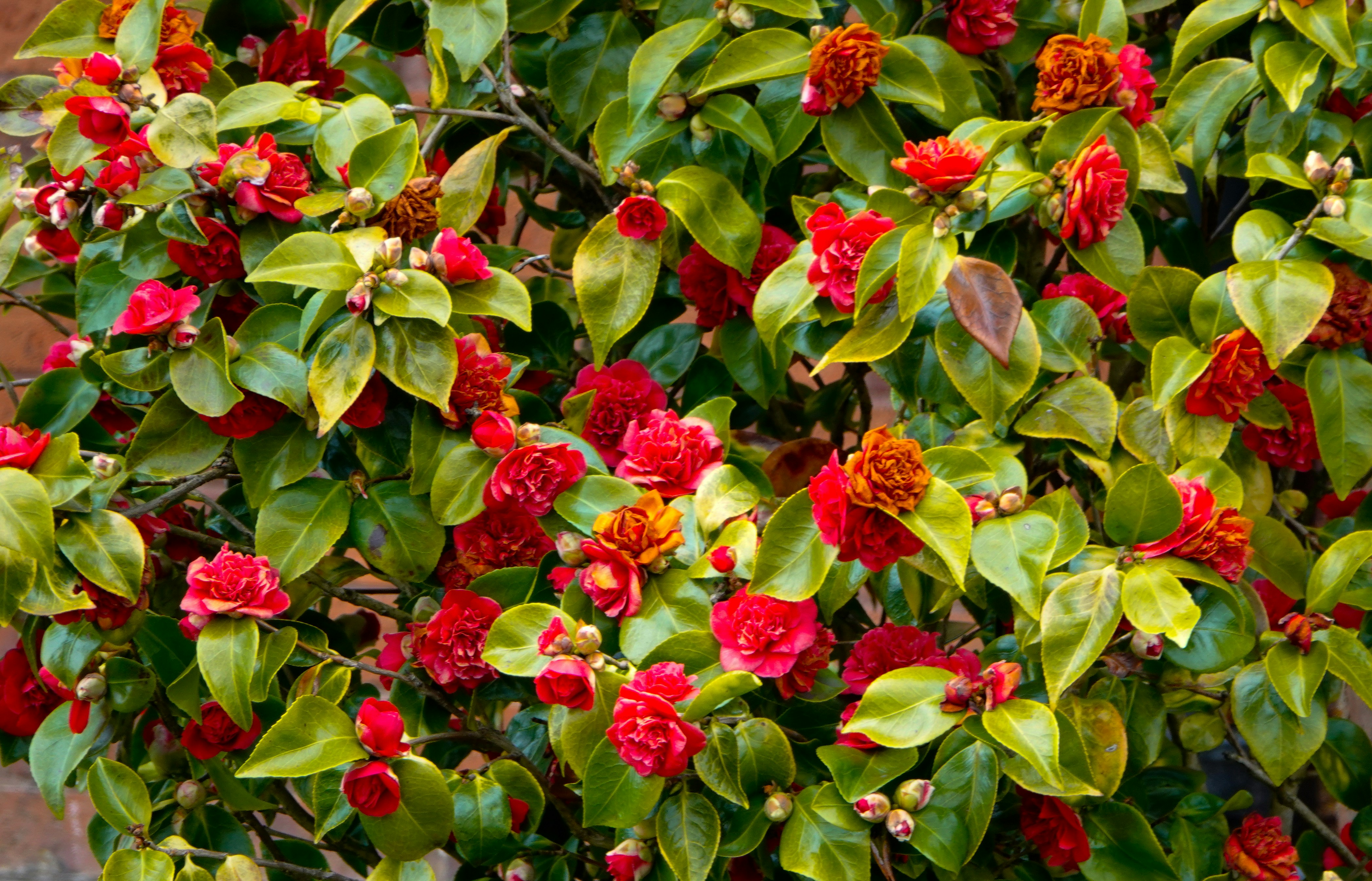Plante à fleurs rouges et vertes photo – Photo Plante Gratuite sur Unsplash