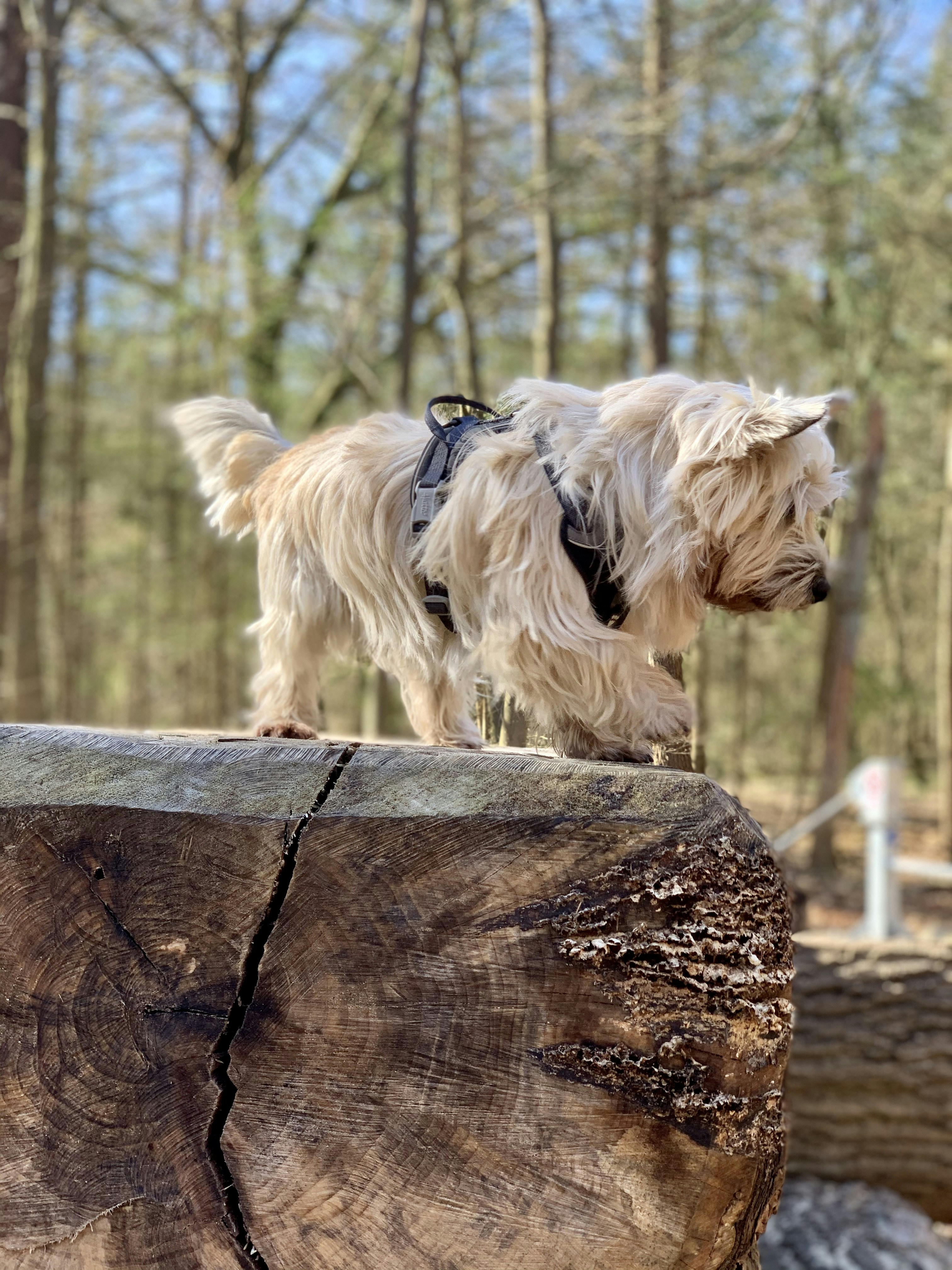 Yorkshire terrier puppy standing on a large wooden log in a sunlit forest.