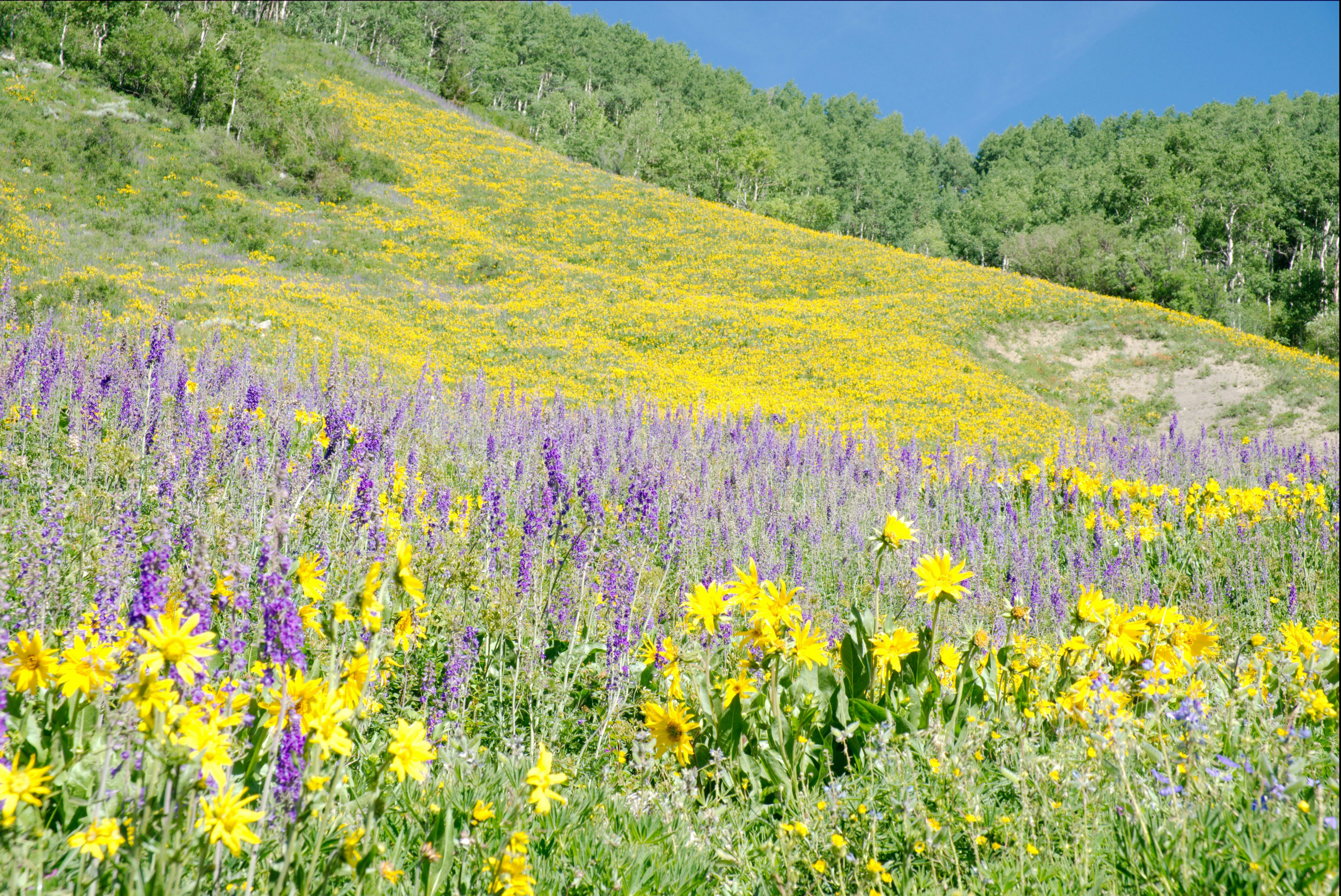 A hillside blanketed with a vibrant mix of yellow and purple wildflowers, set against a backdrop of lush greenery and a clear blue sky.