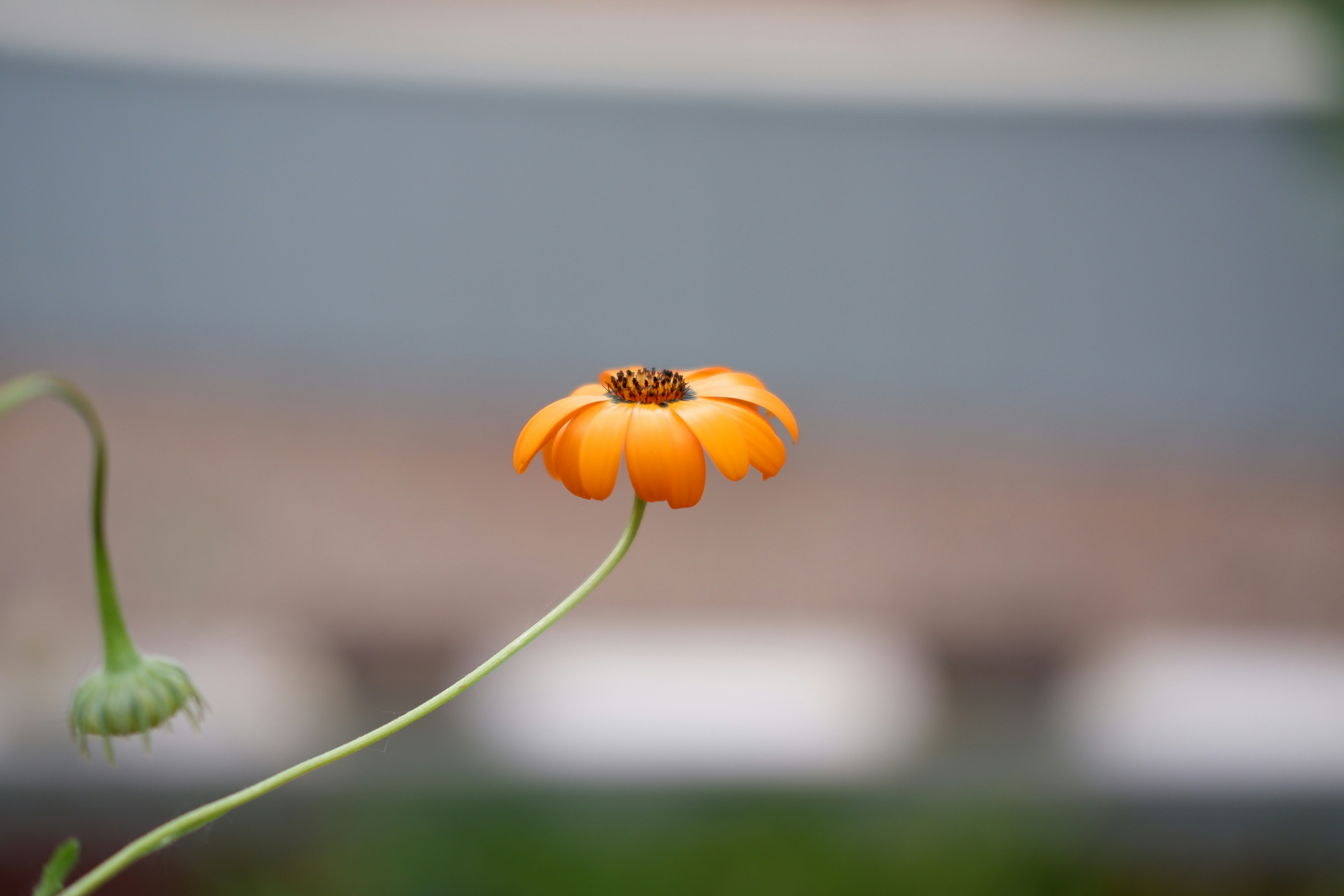 A vibrant orange flower stands tall, showcasing its delicate petals against a softly blurred background.