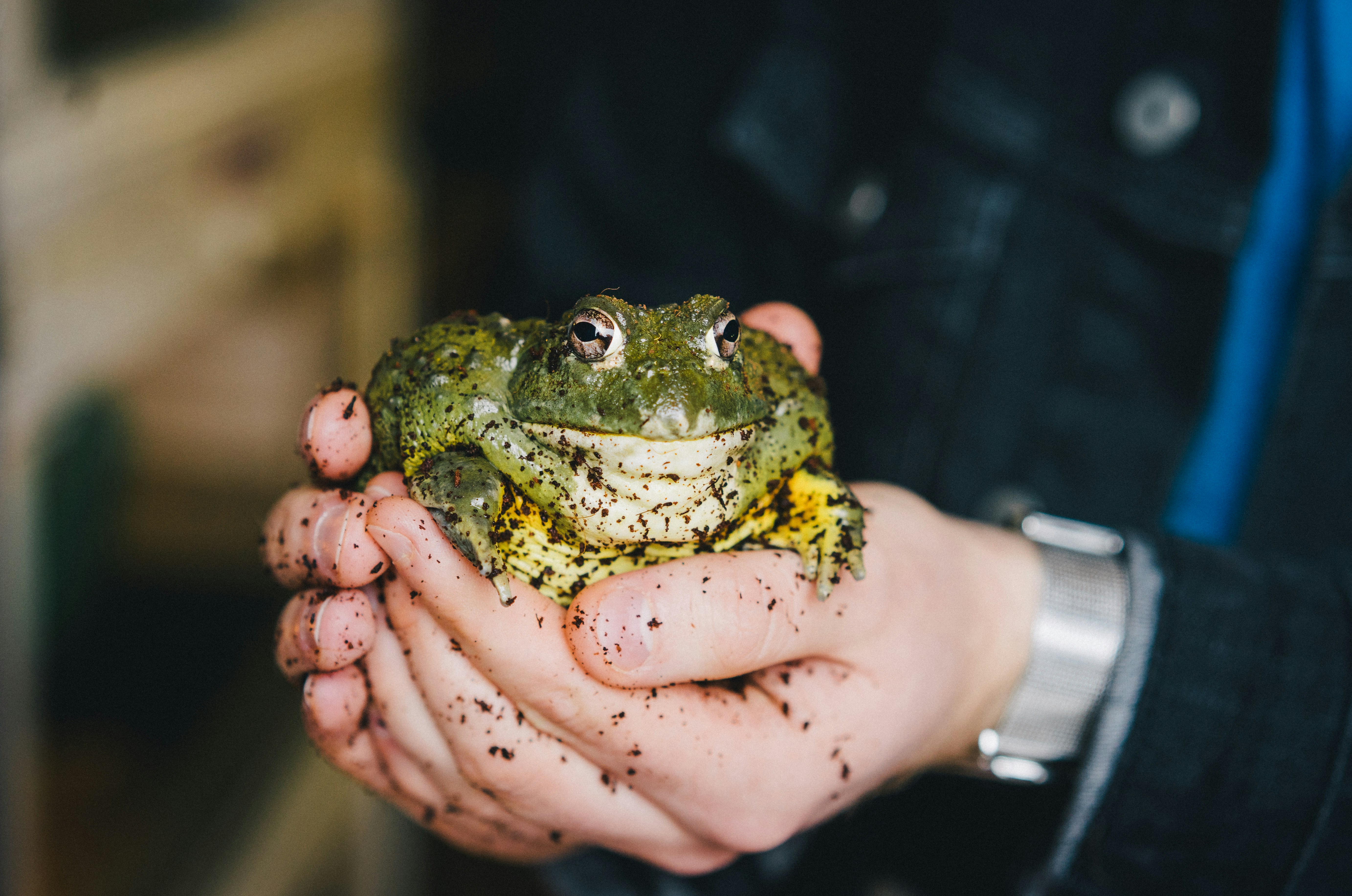 Mud-Splashed Green Frog Cradled in Gentle Hands