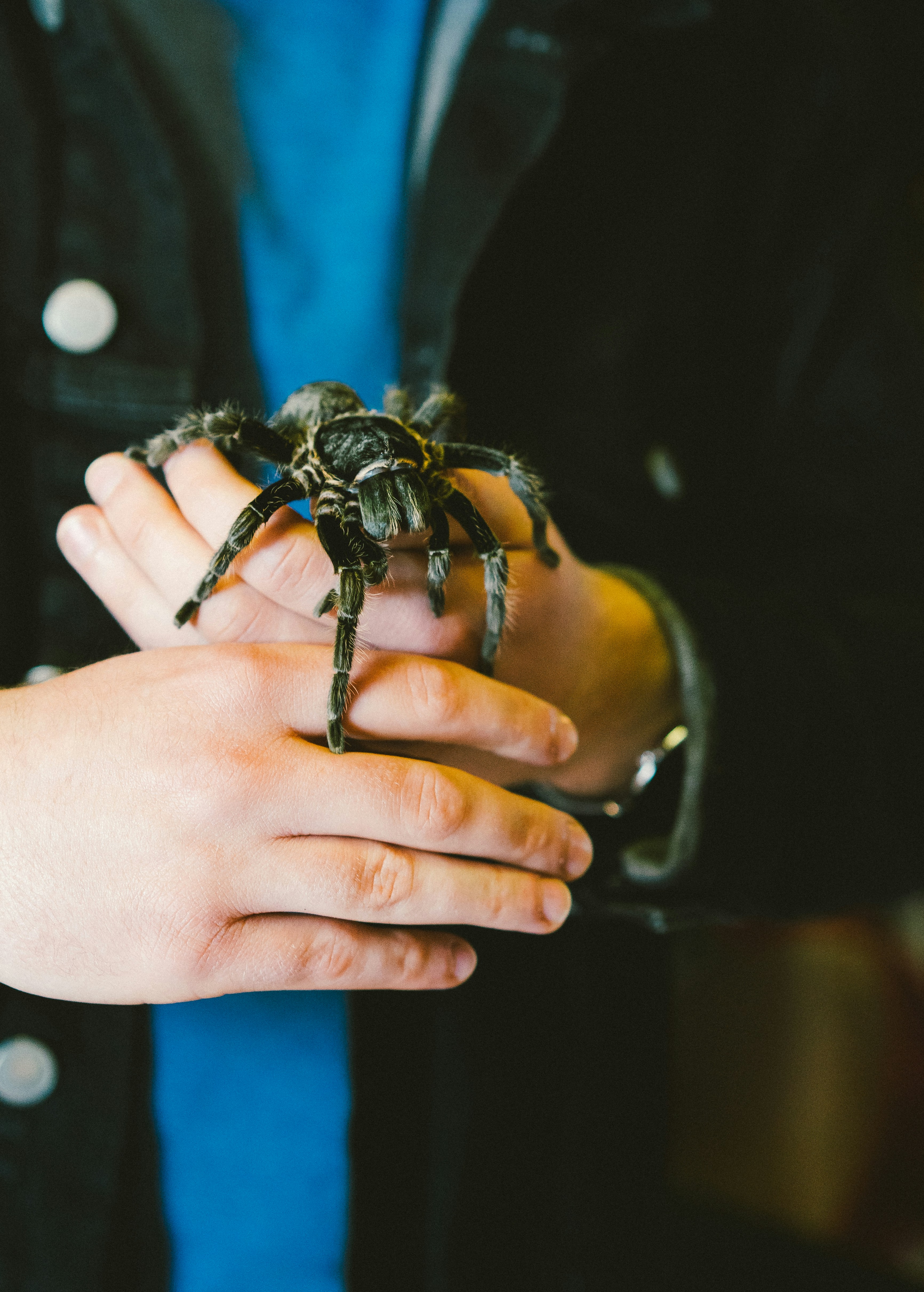 Hands and Tarantula: A Quiet Moment of Connection