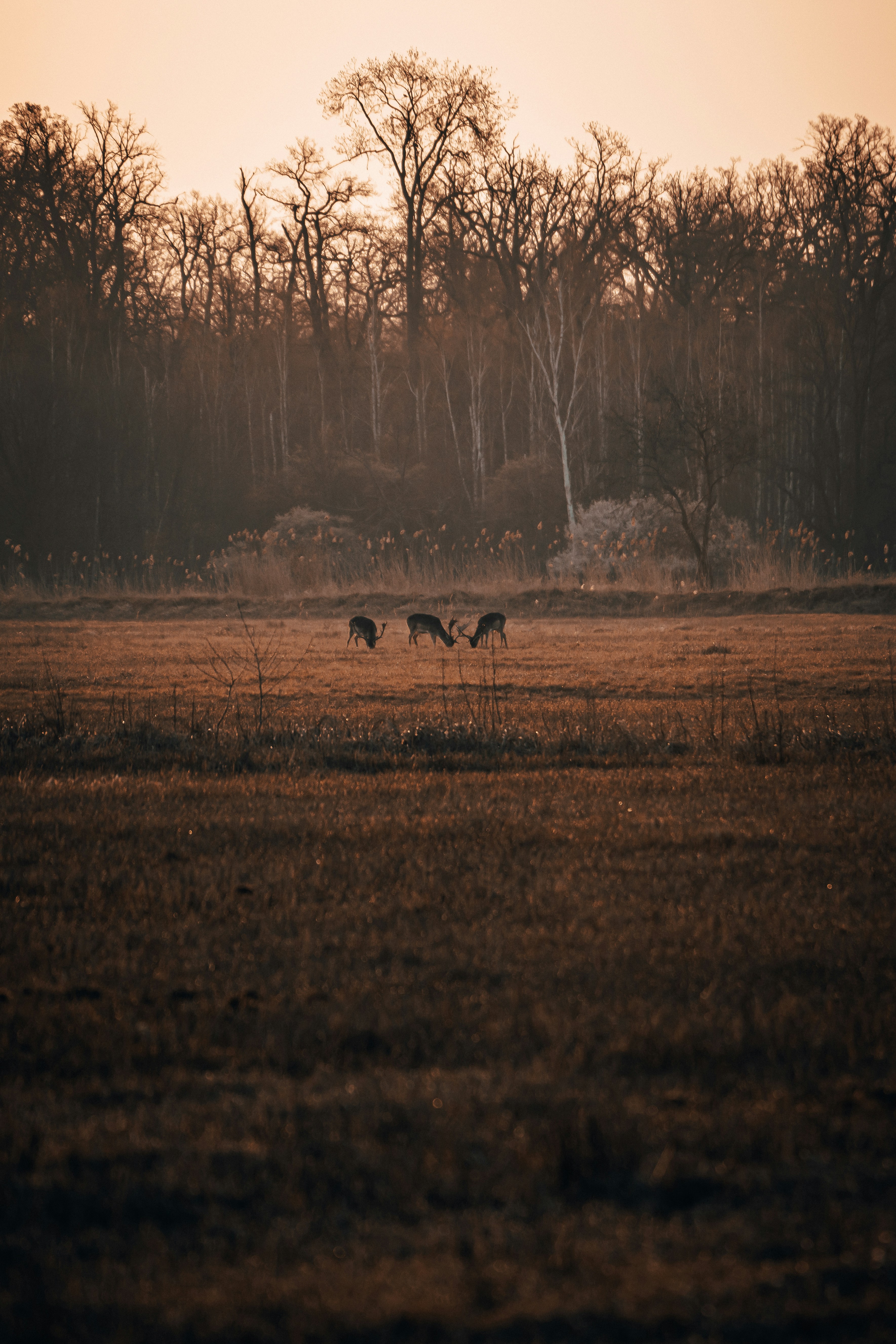herd of cow on brown grass field during daytime