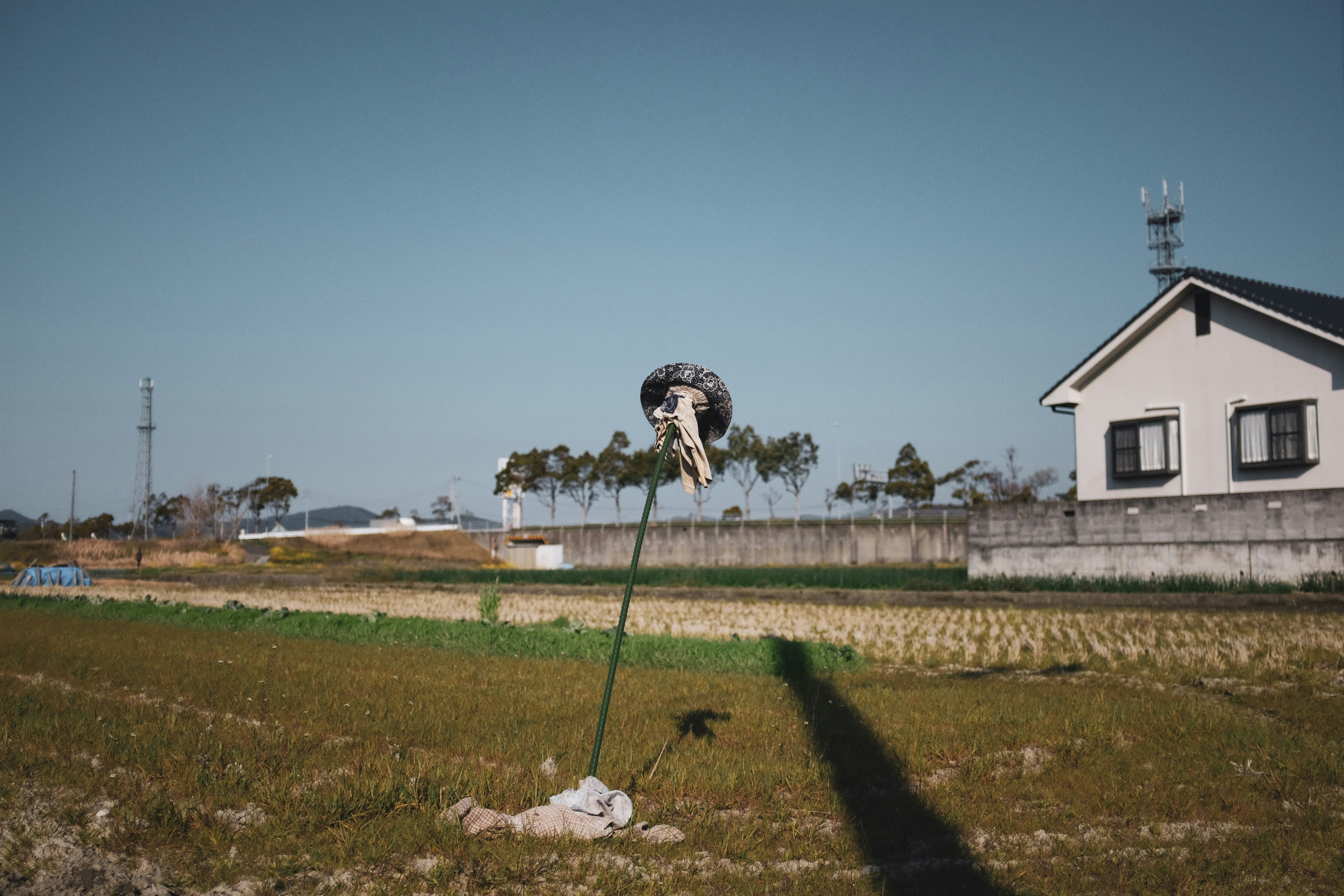Lonely Dandelion Sentinel in a Quiet Rural Scene