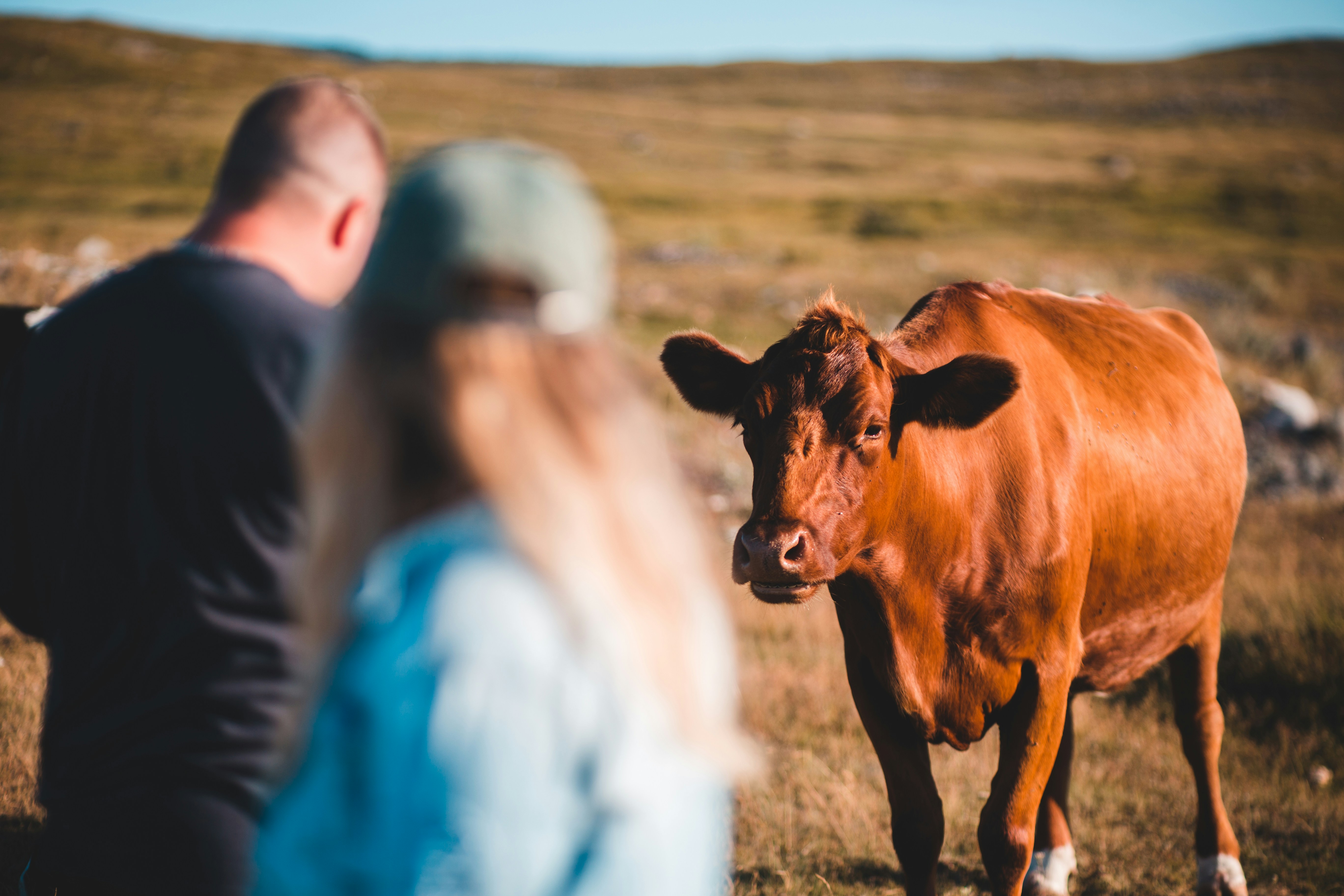 Close Encounter on the Fallow Field