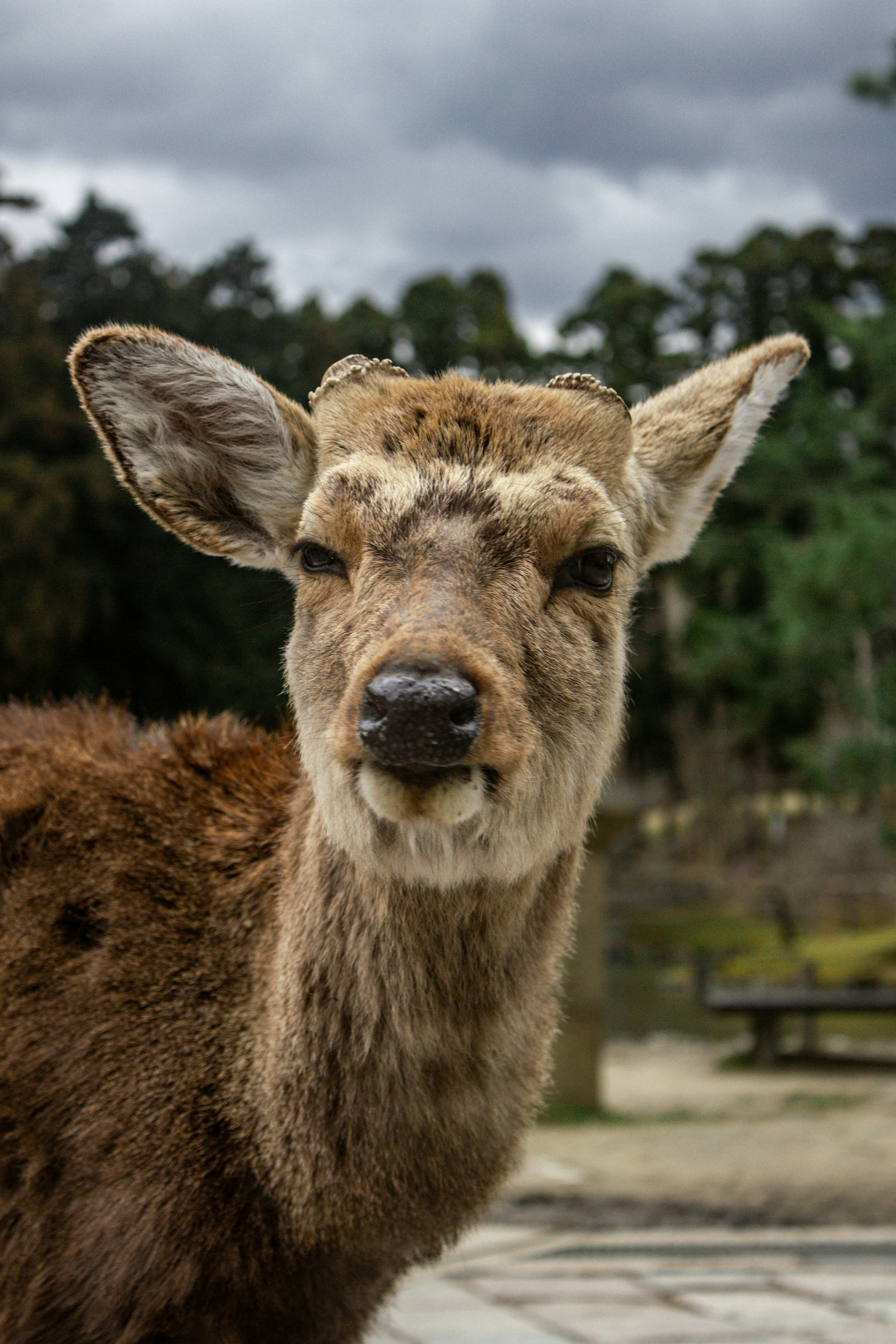 Close-up of a young stag with a gentle expression, set against a blurred natural background. The focus highlights its soft fur and inquisitive gaze.