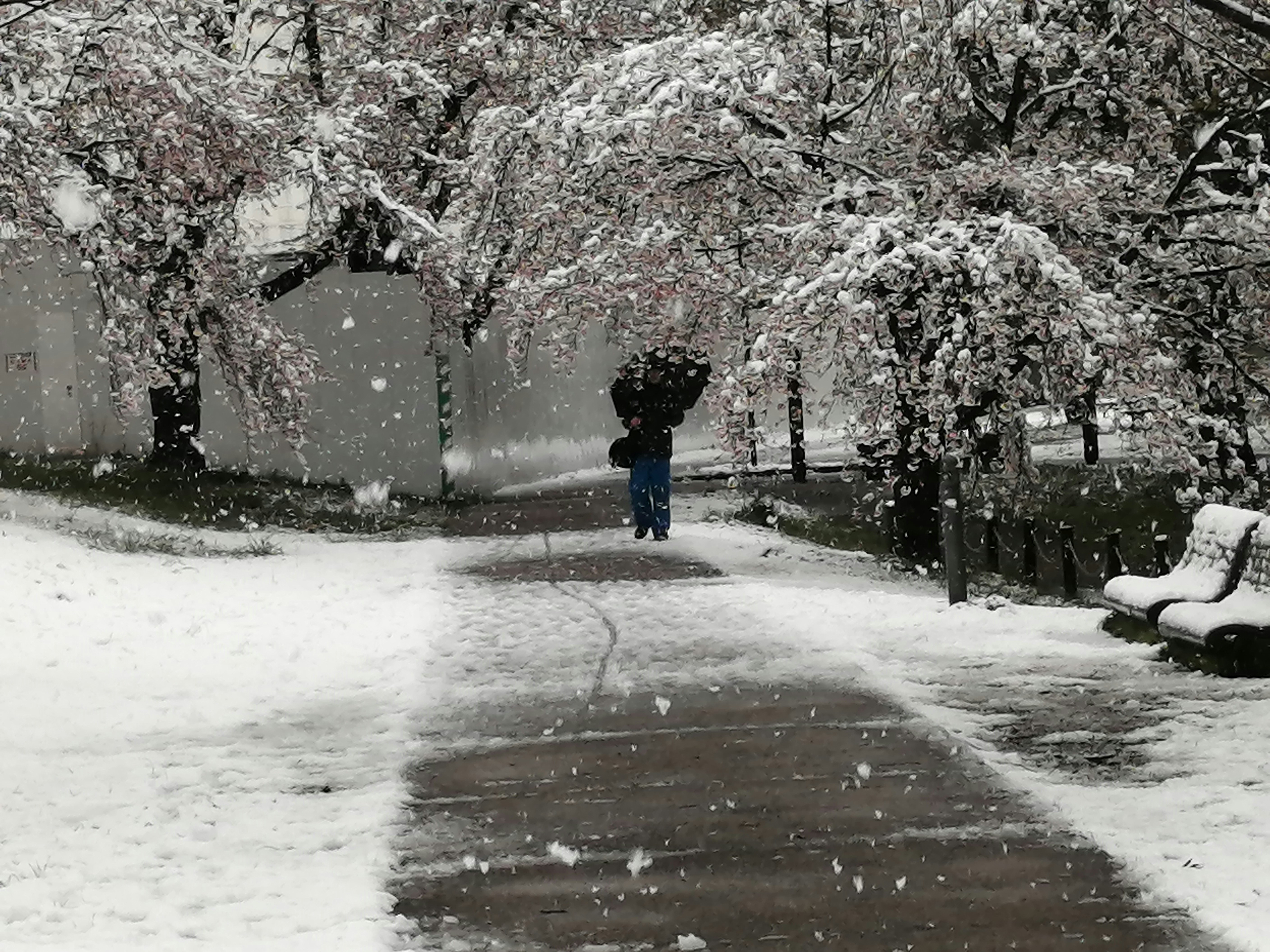 Person in black jacket and blue pants walking on a snow-covered pathway lined with snow-laden trees.