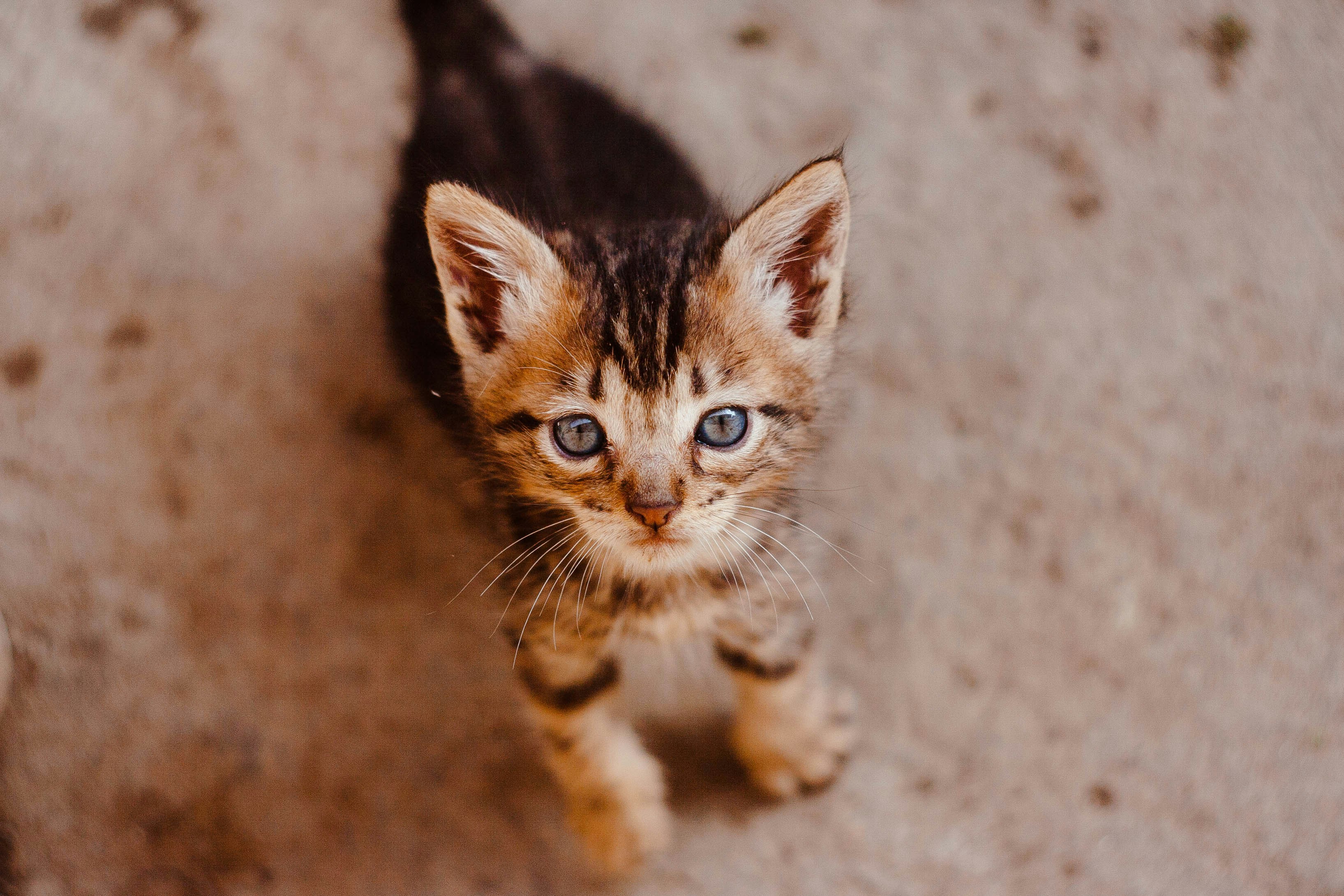 Brown tabby kitten on brown sand photo – Free Cat Image on Unsplash