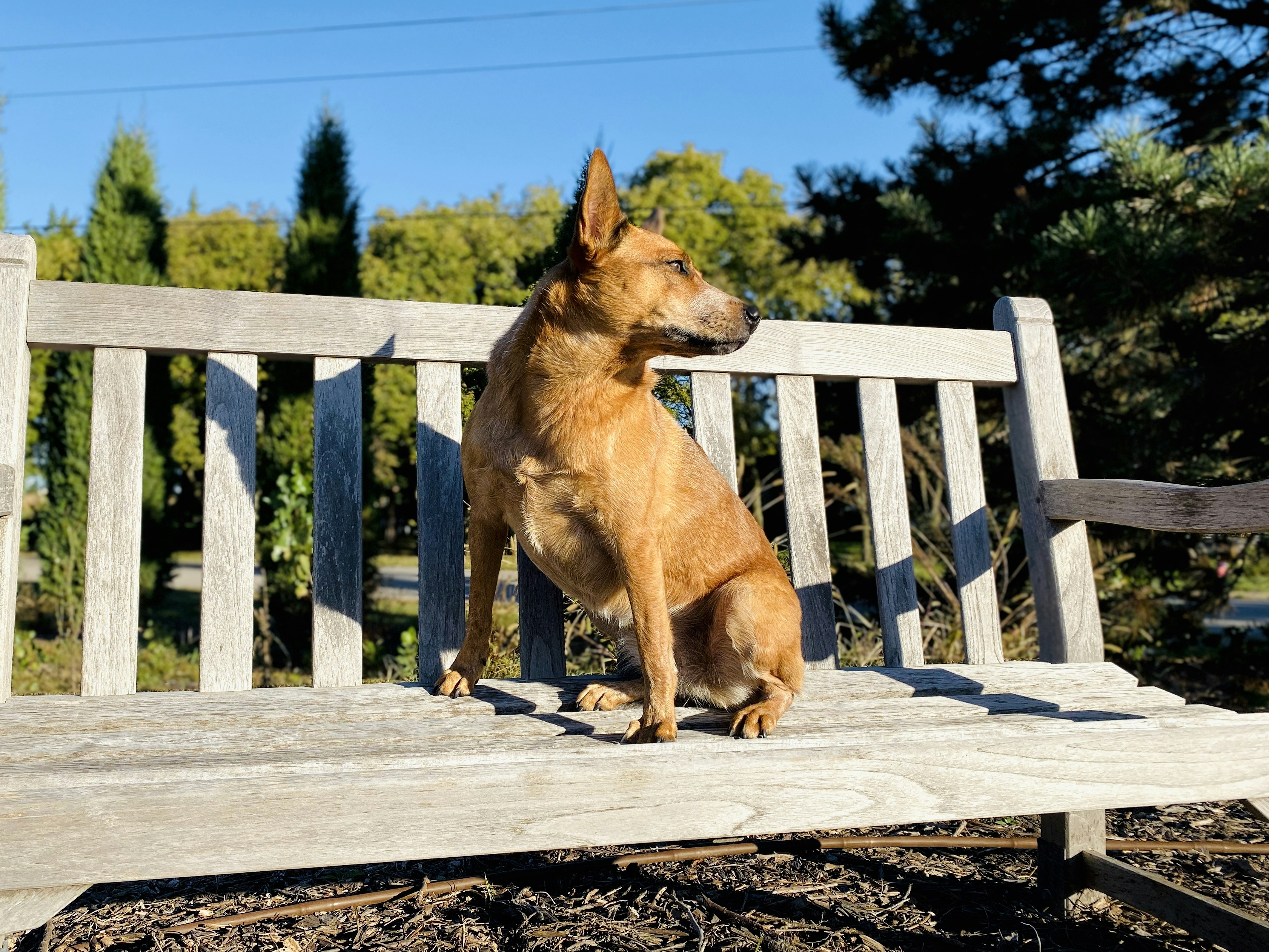 A brown dog sits poised on a weathered wooden bench, gazing thoughtfully into the distance under a clear blue sky.