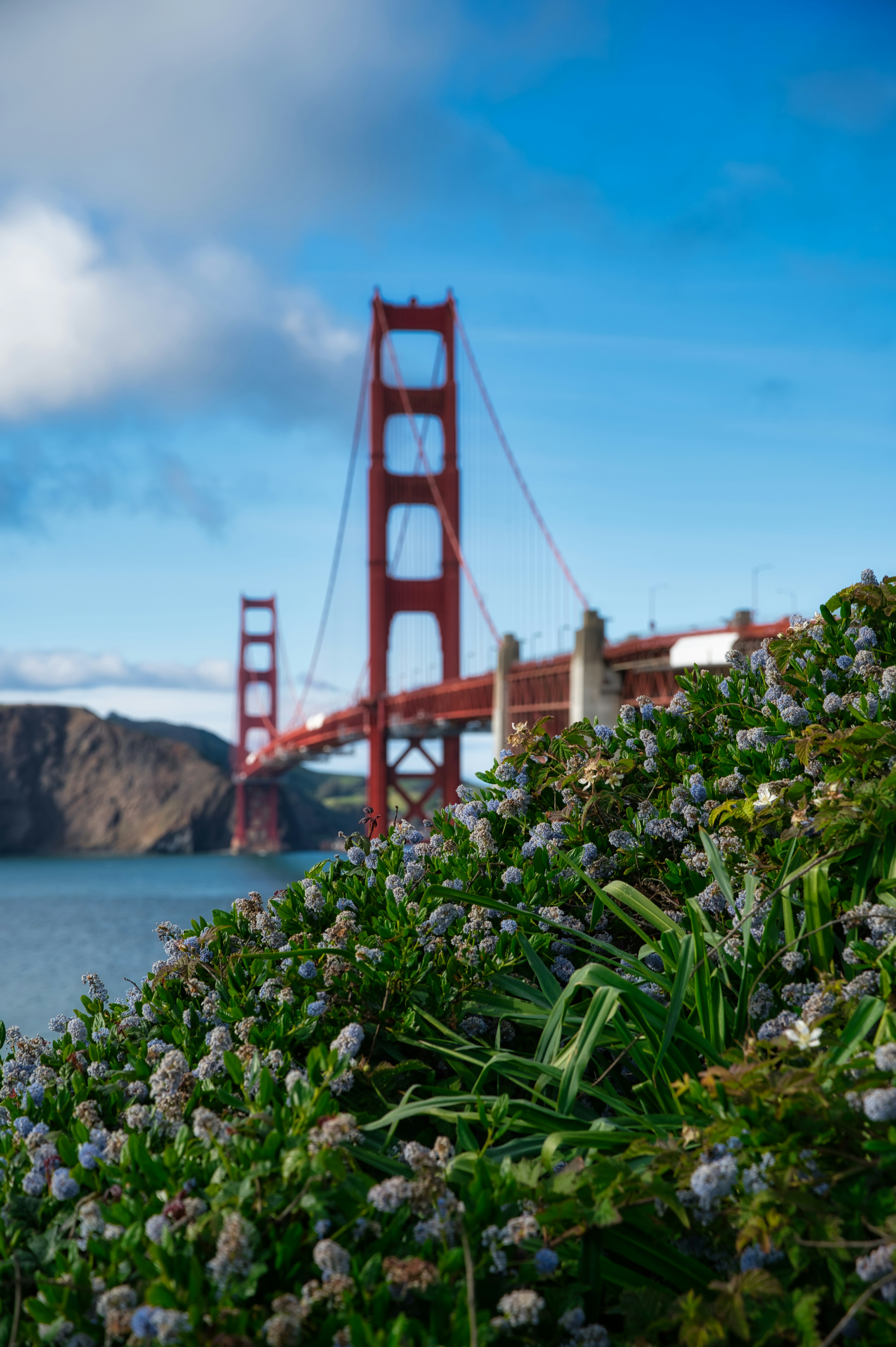 Blossoms in the foreground frame the Golden Gate Bridge's red towers