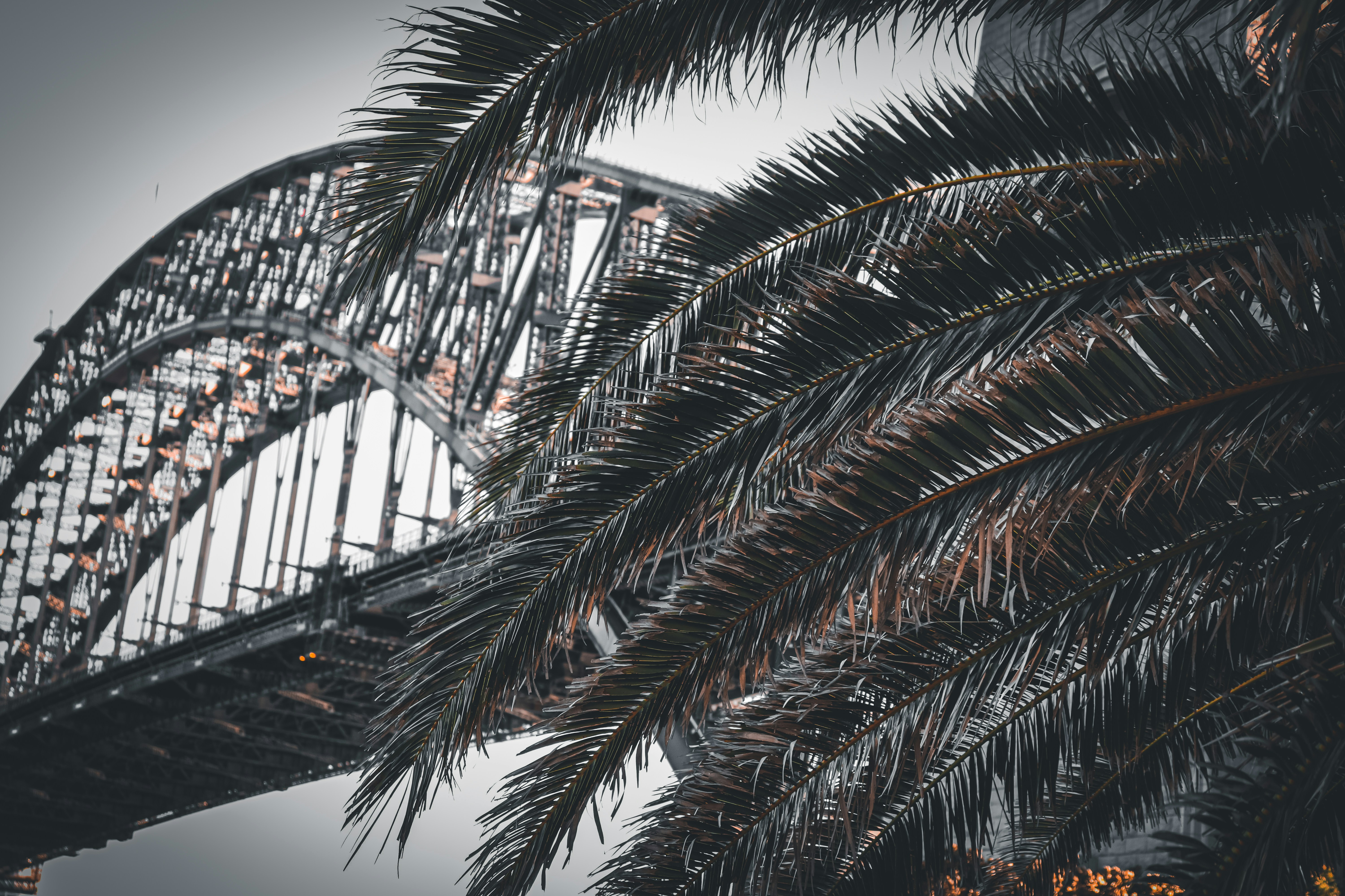 A palm tree and a bridge in the background photo – Free Australia Image ...