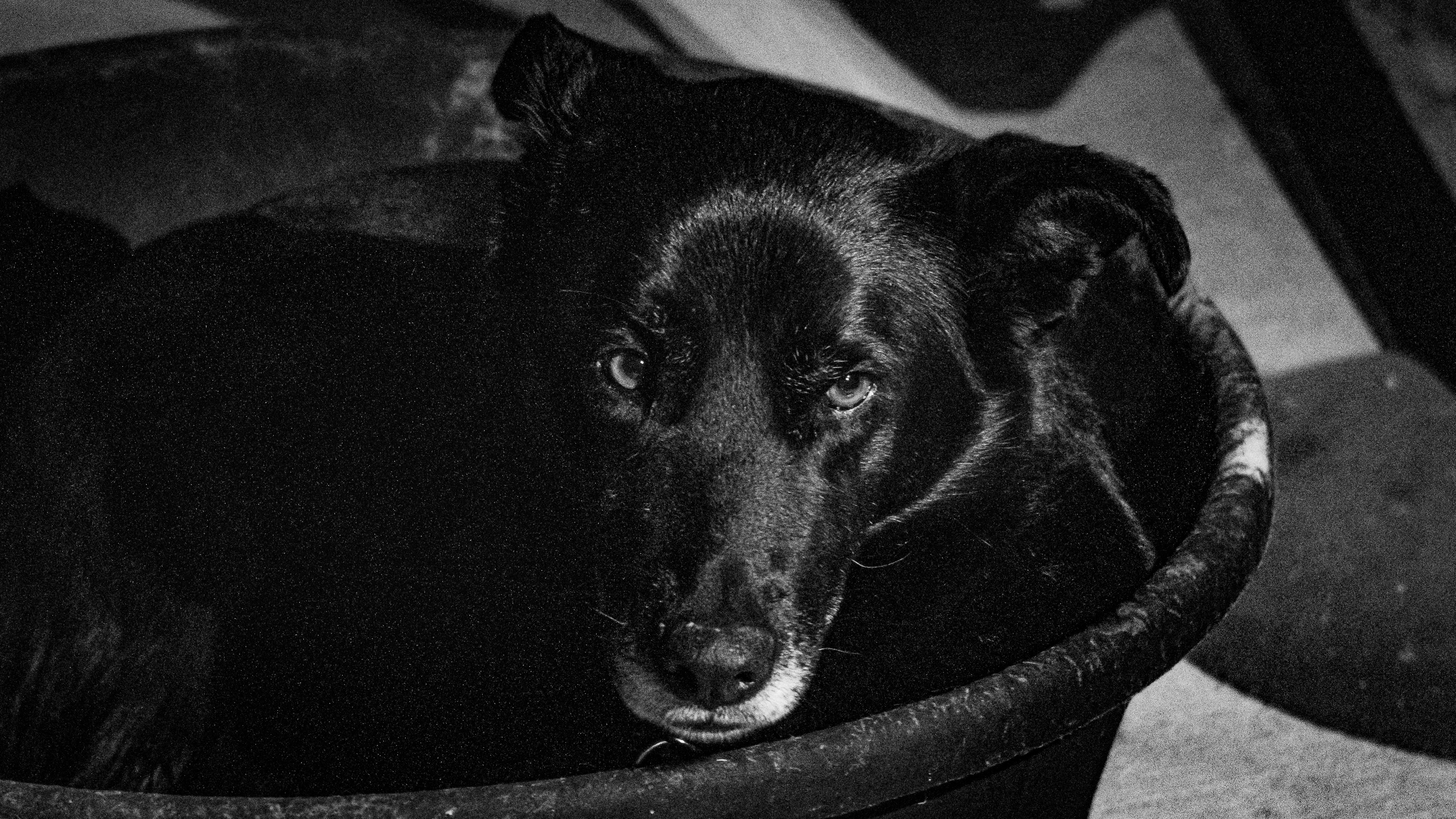 Cozy Pup in a Round Oasis