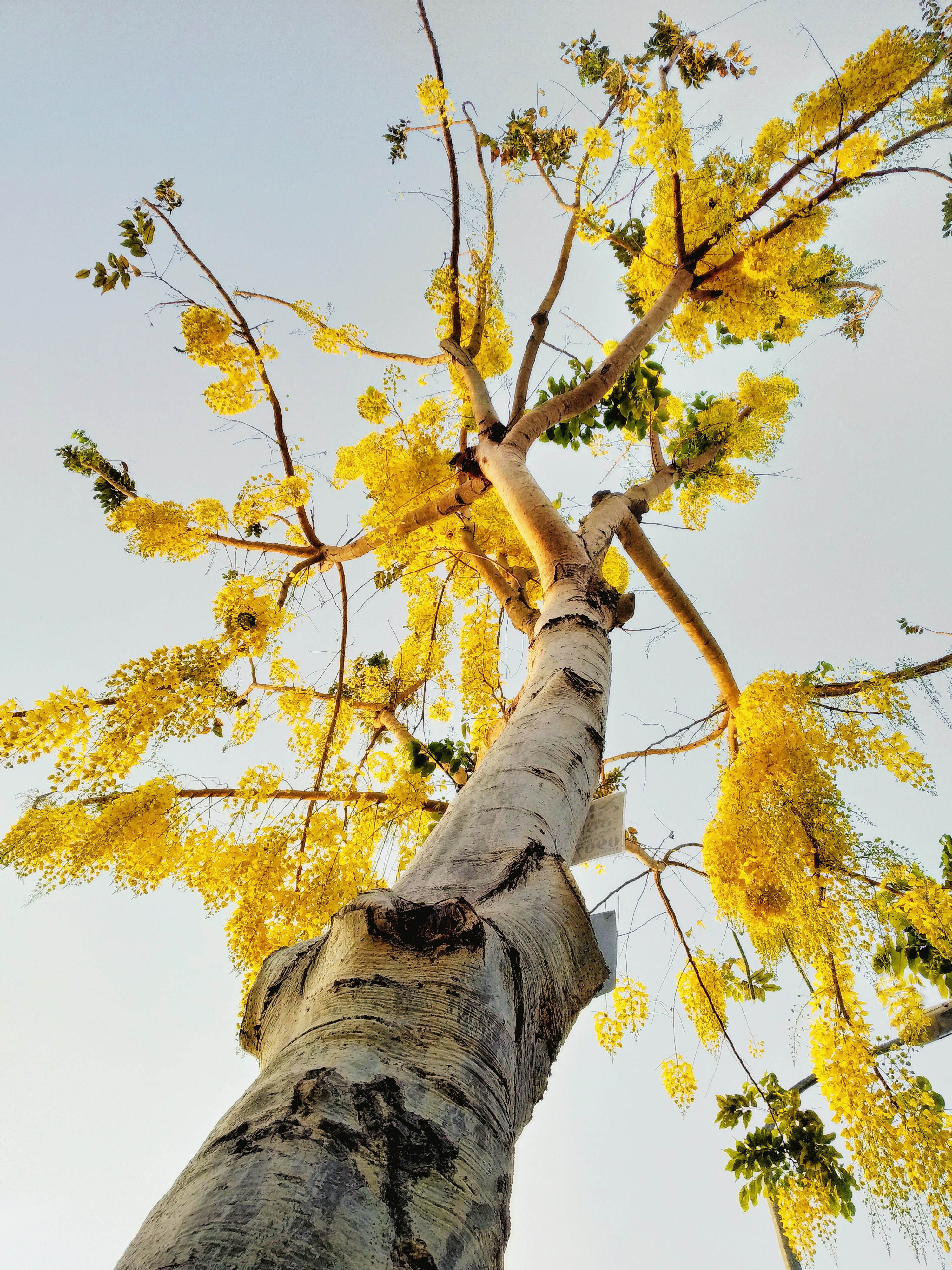 A tall tree adorned with vibrant yellow blossoms, viewed from below against a clear sky. The intricate details of the bark and foliage create a striking contrast.