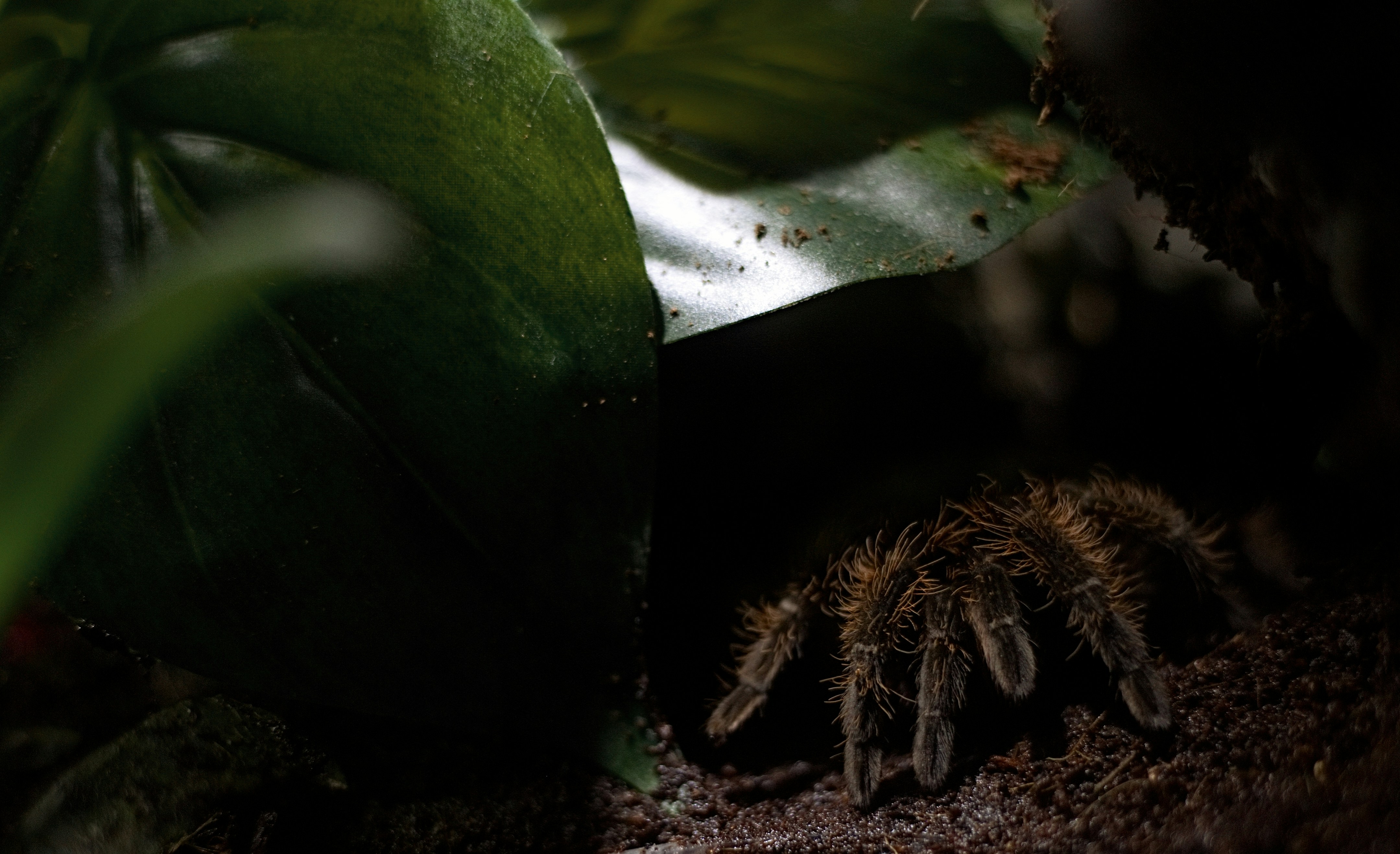 Under Leaf, Beneath Damp Soil: A Tiny Ground Spider Emerges