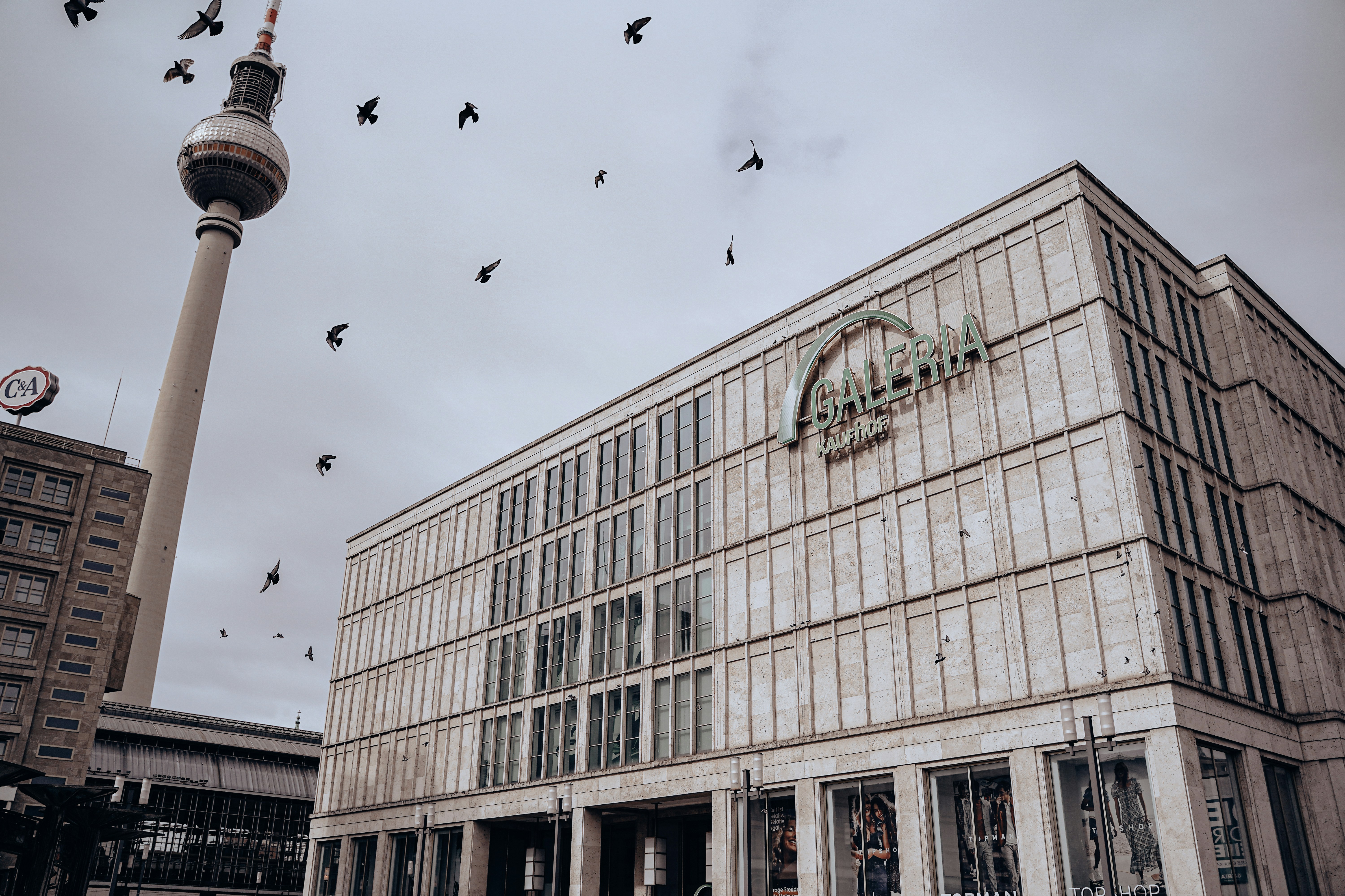 Monochrome Glass and Free-Flight: Birds Over Galeria