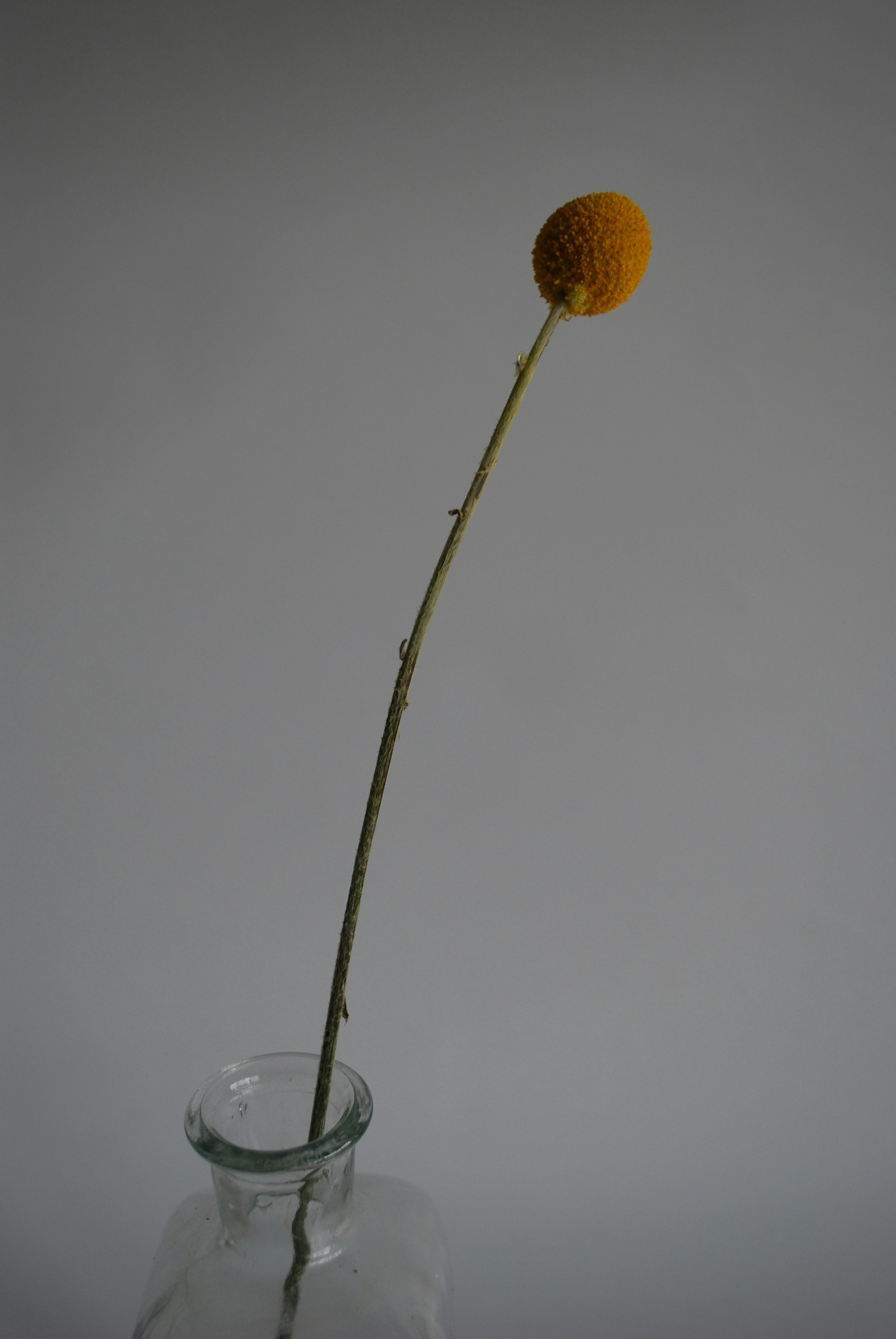 Billy Button on a Slender Stem: a Minimal Studio Still Life