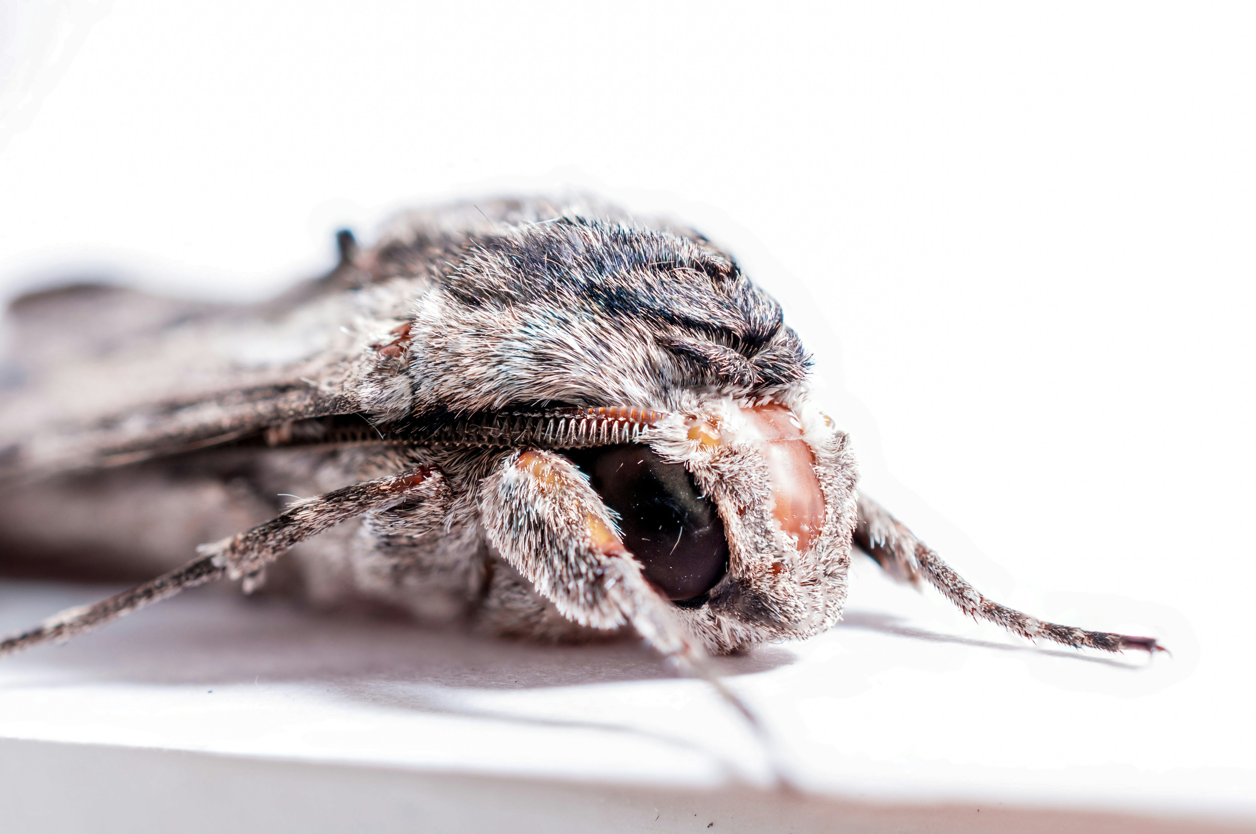 Moth #macro