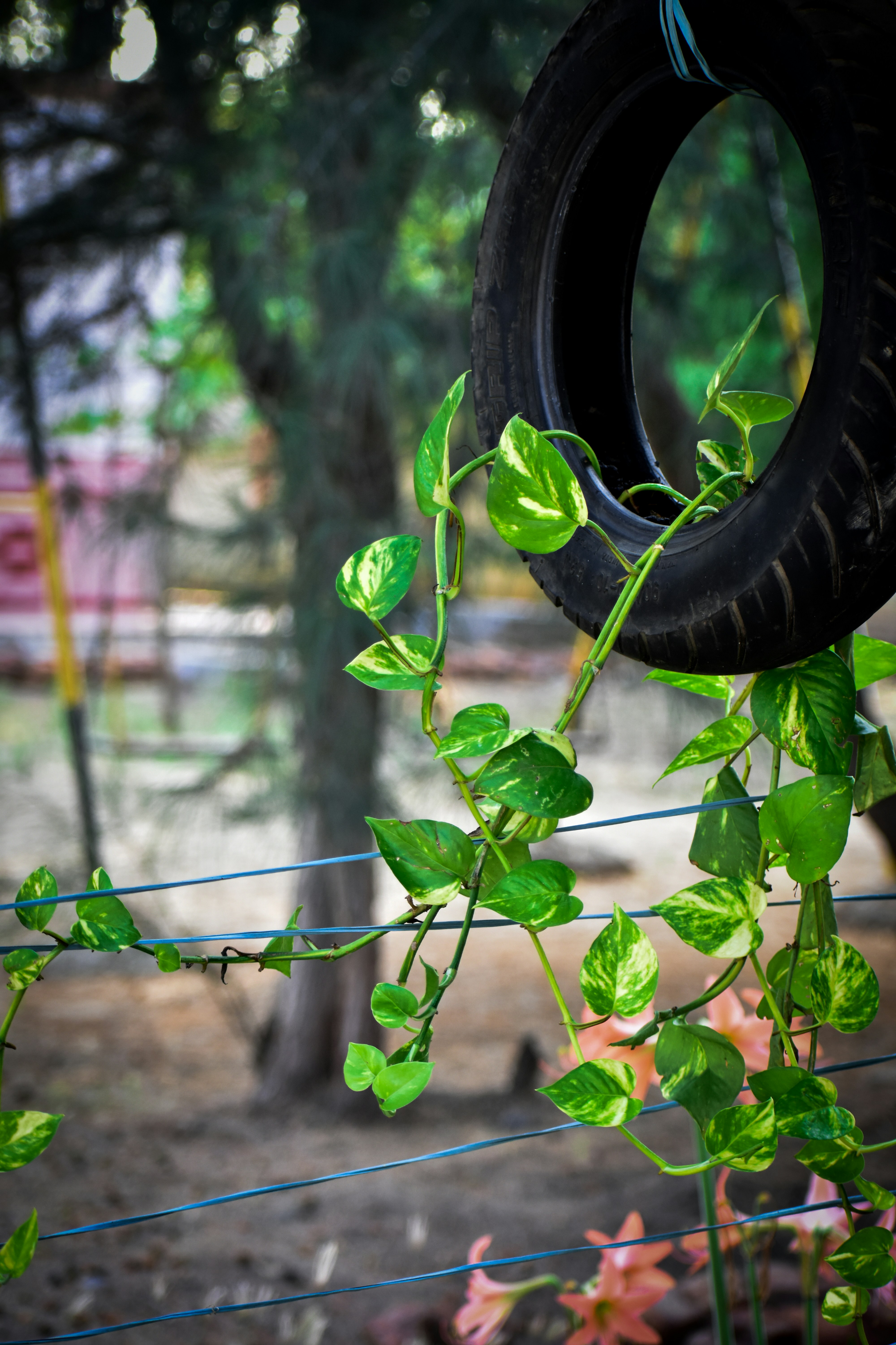 Green Vines Reaching for the Tire Nest