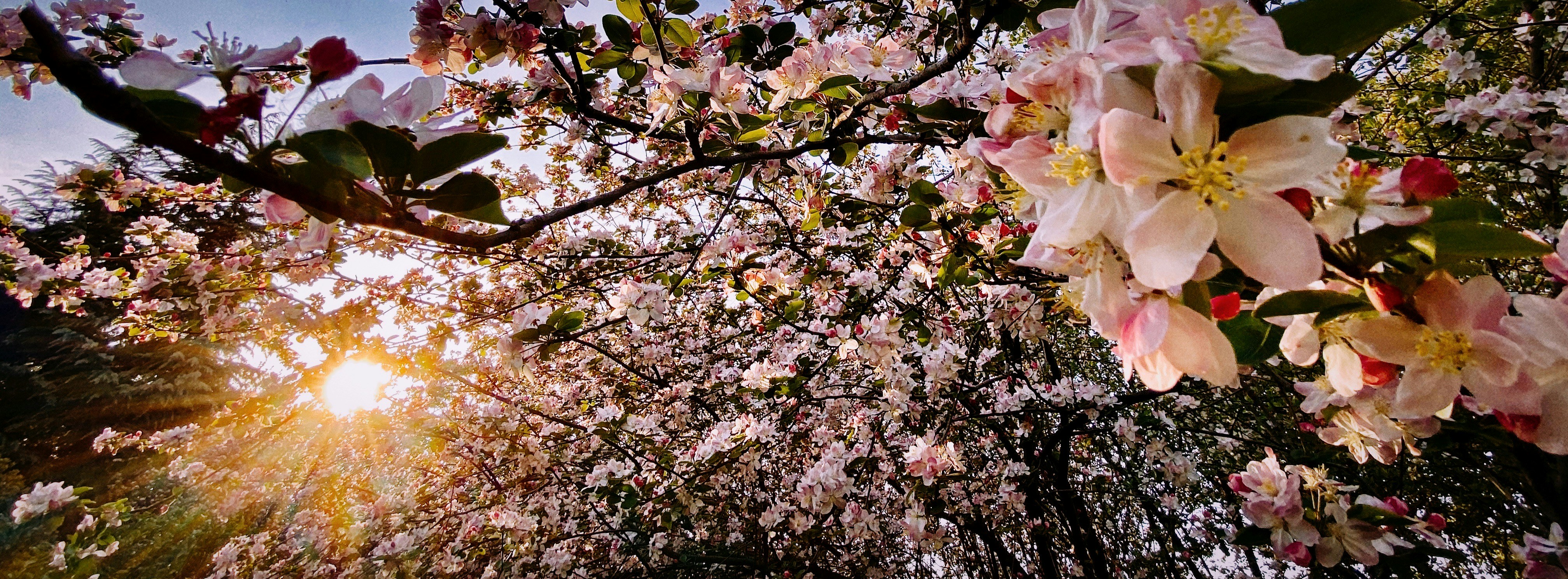 Sunburst Through Pink Blossom Canopy