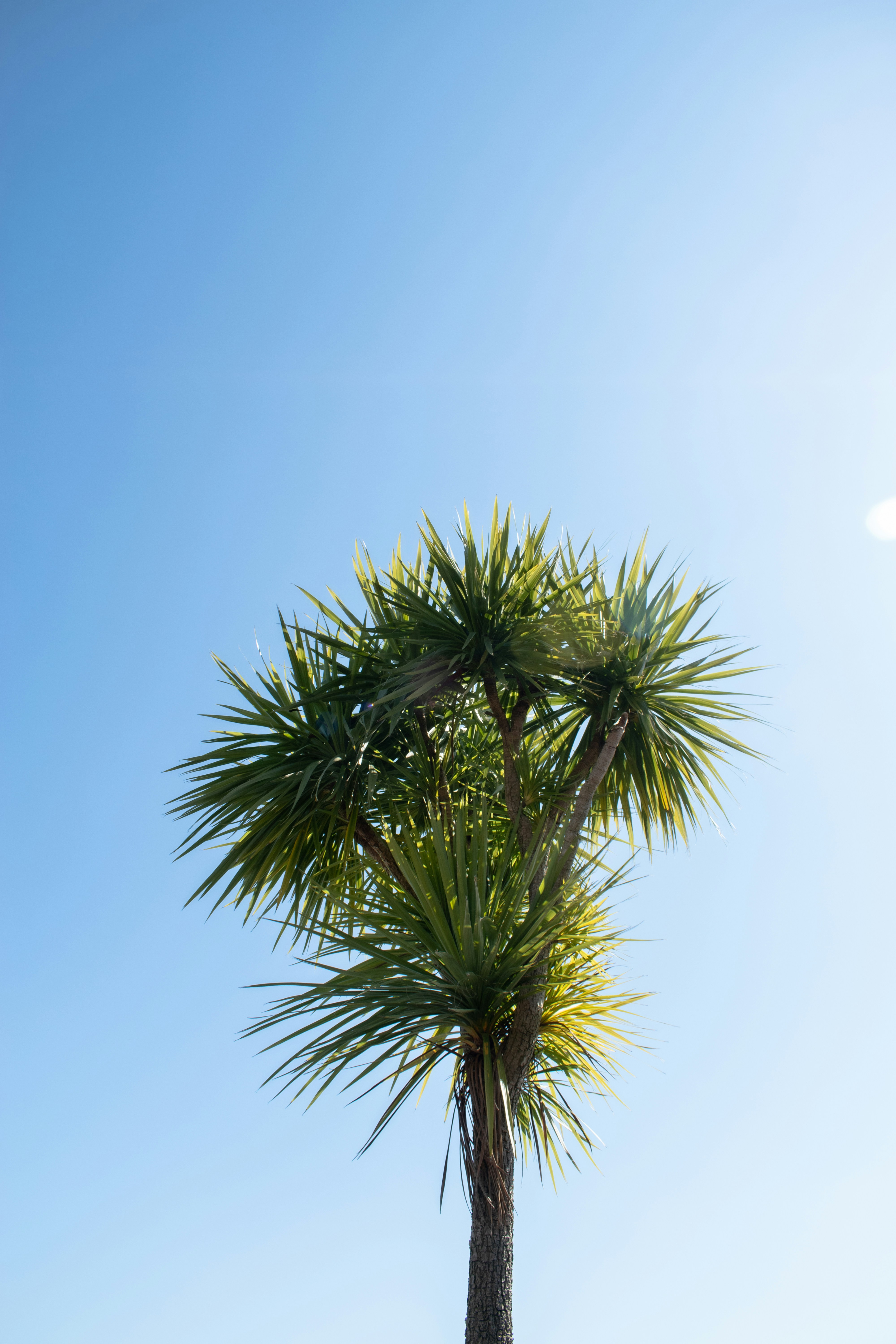 A tall, spiky palm tree stands proudly against a bright blue sky, showcasing its vibrant green leaves and sturdy trunk.
