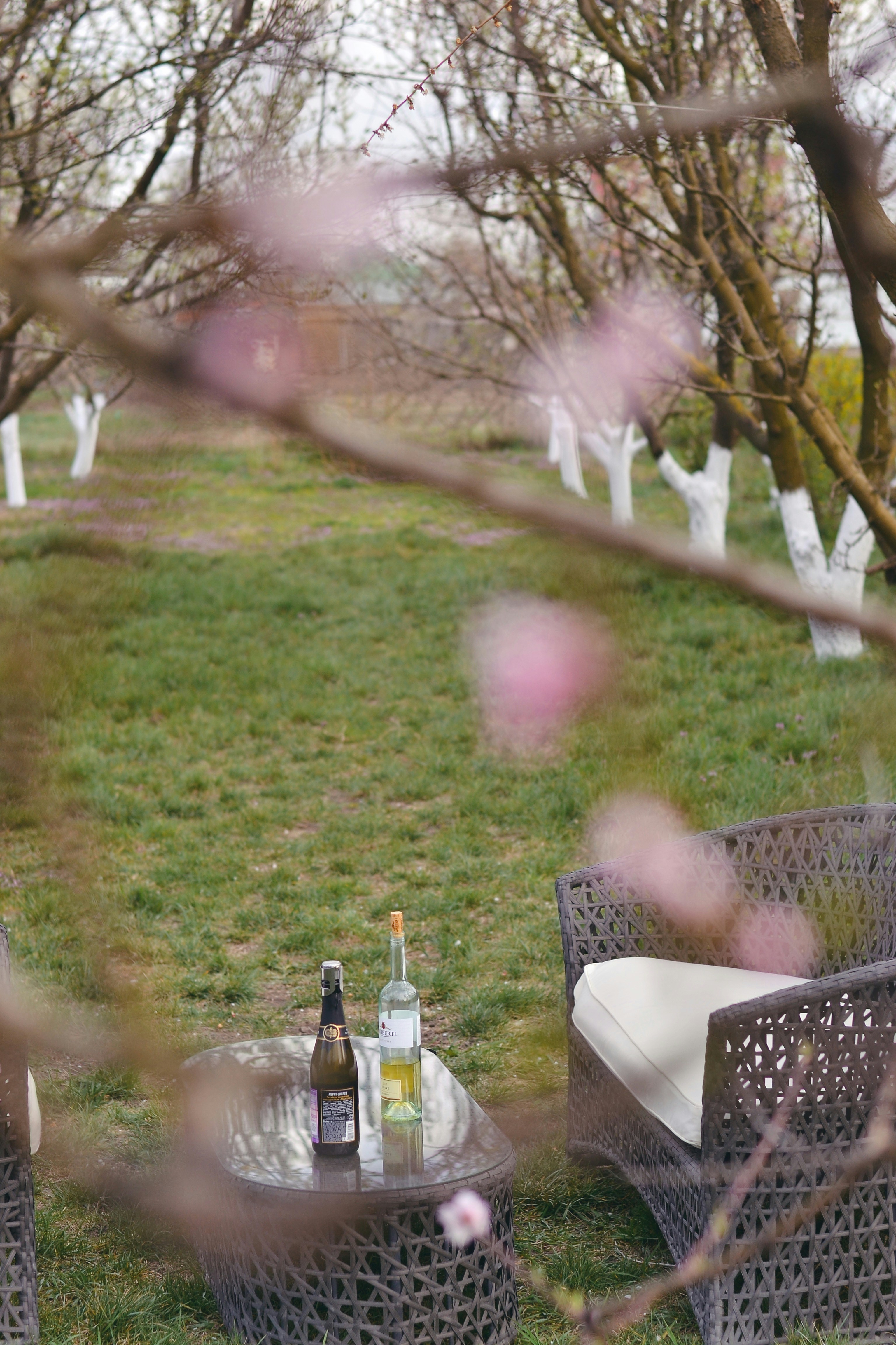 Bottles on Glass, Framed by Blushing Branches