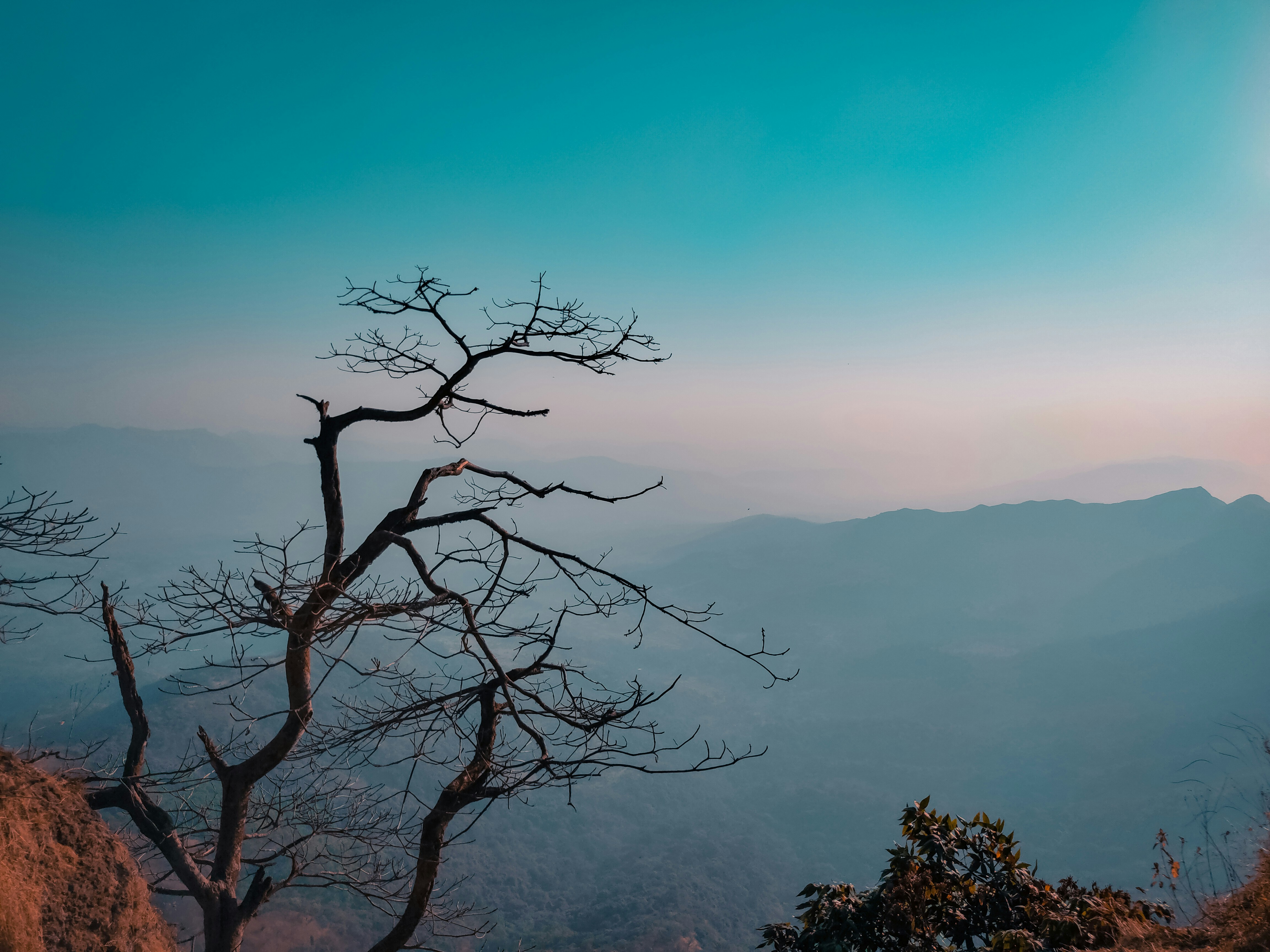 Barren tree silhouetted against a hazy mountain backdrop, capturing the serene essence of nature's solitude.