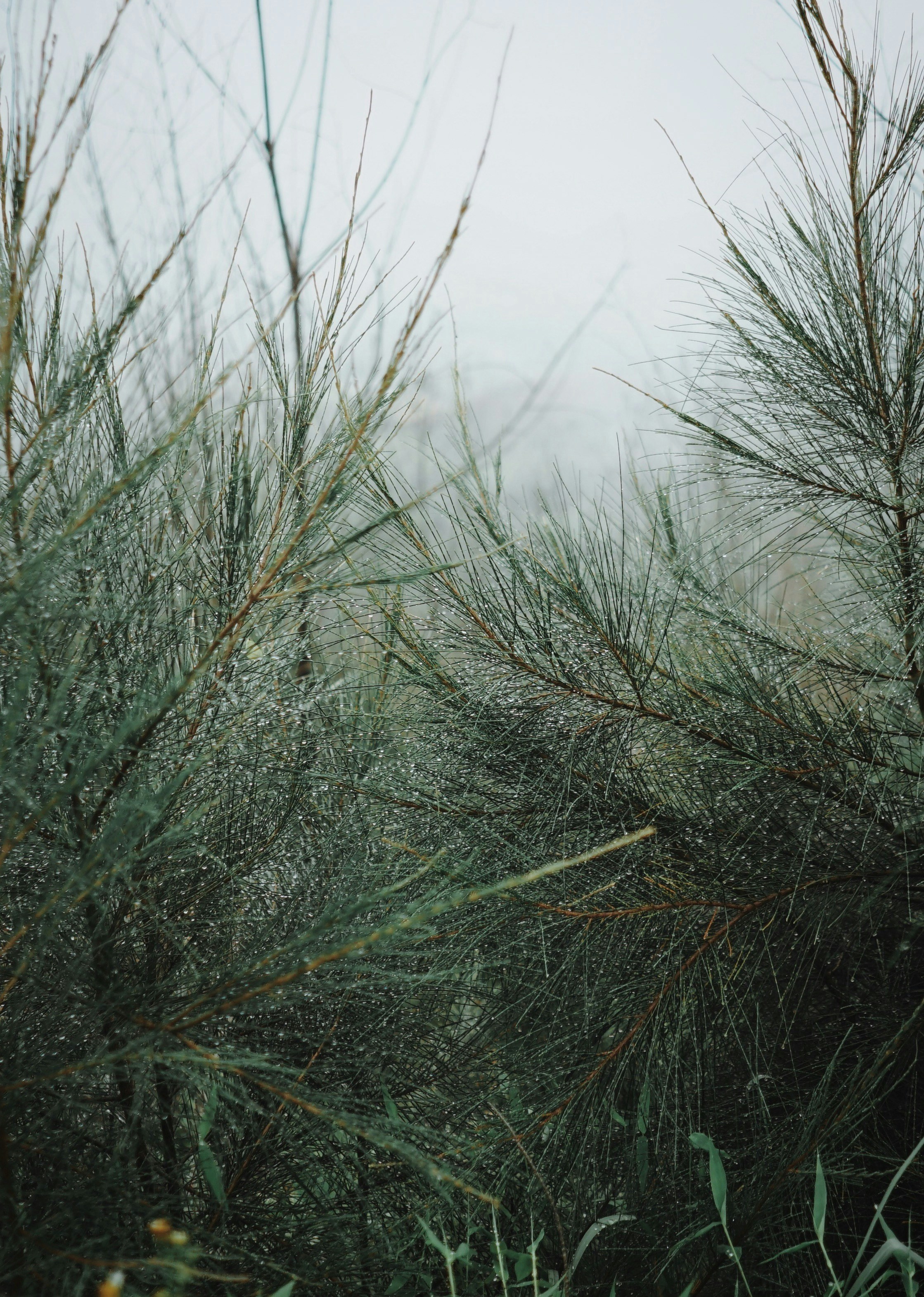 Dew-Woven Pine Needles in a Quiet Morning Mist