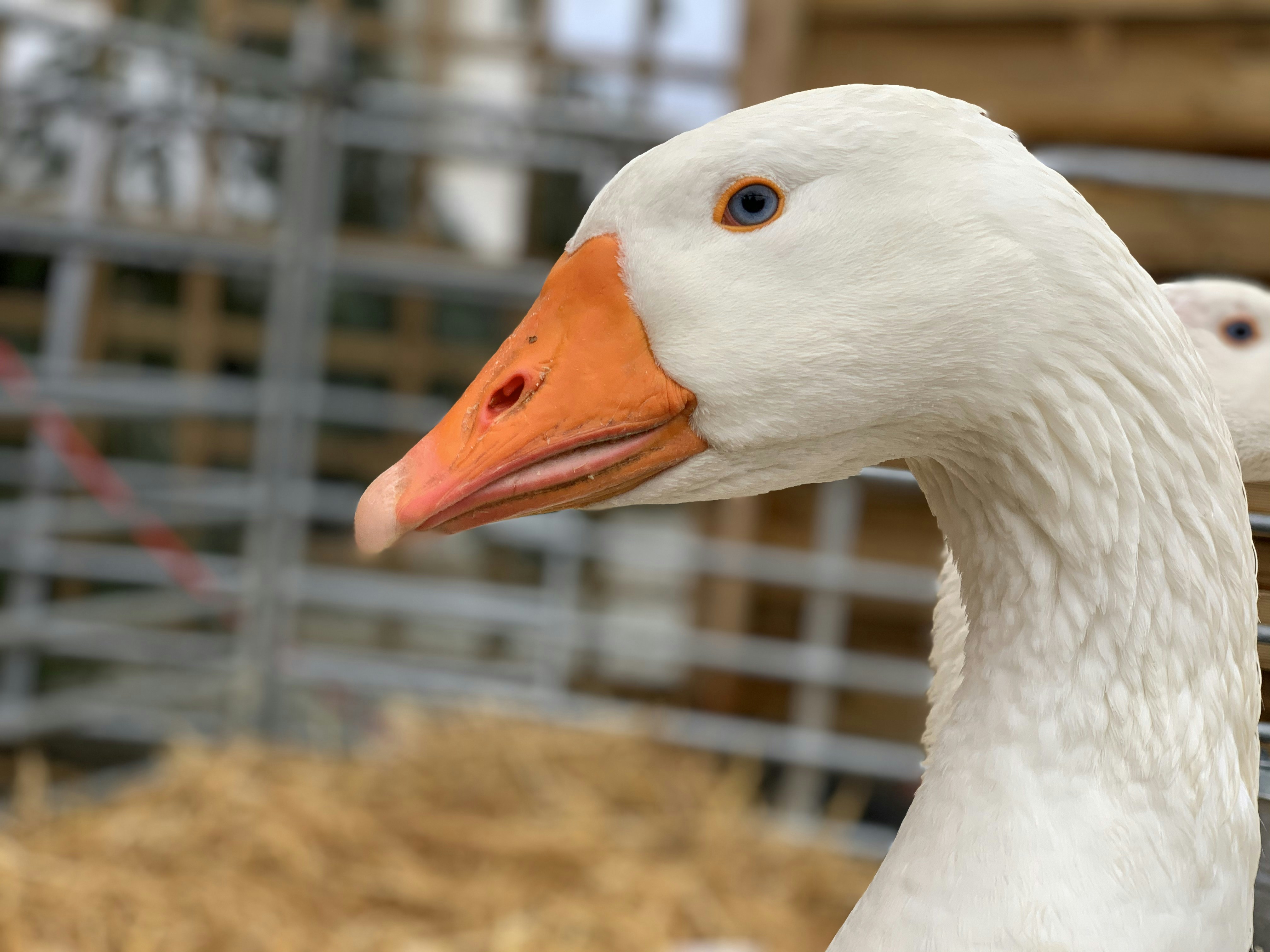 White Goose with Orange-Beak Stares into the Lens