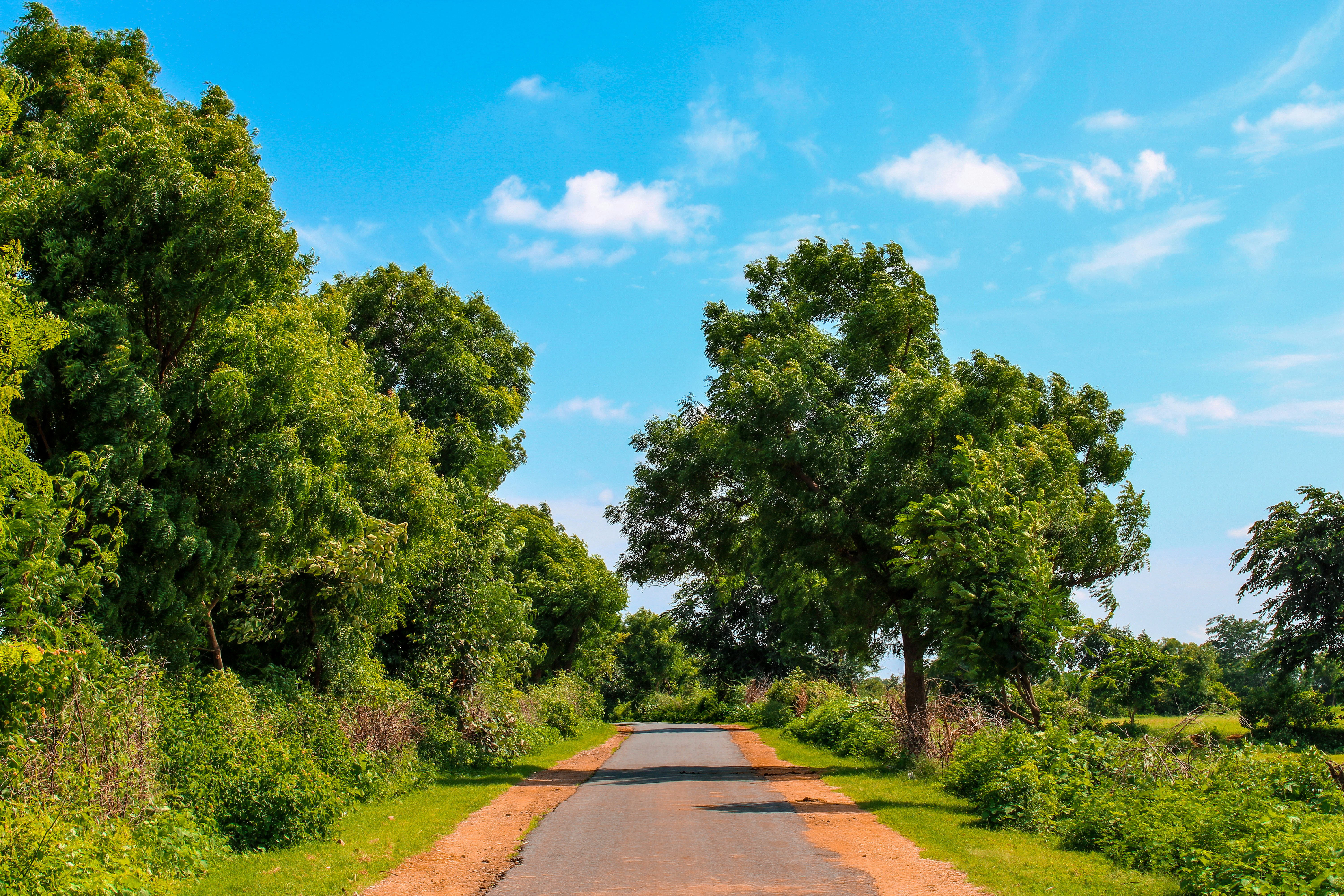 Green trees beside gray concrete road during daytime photo – Free Road ...