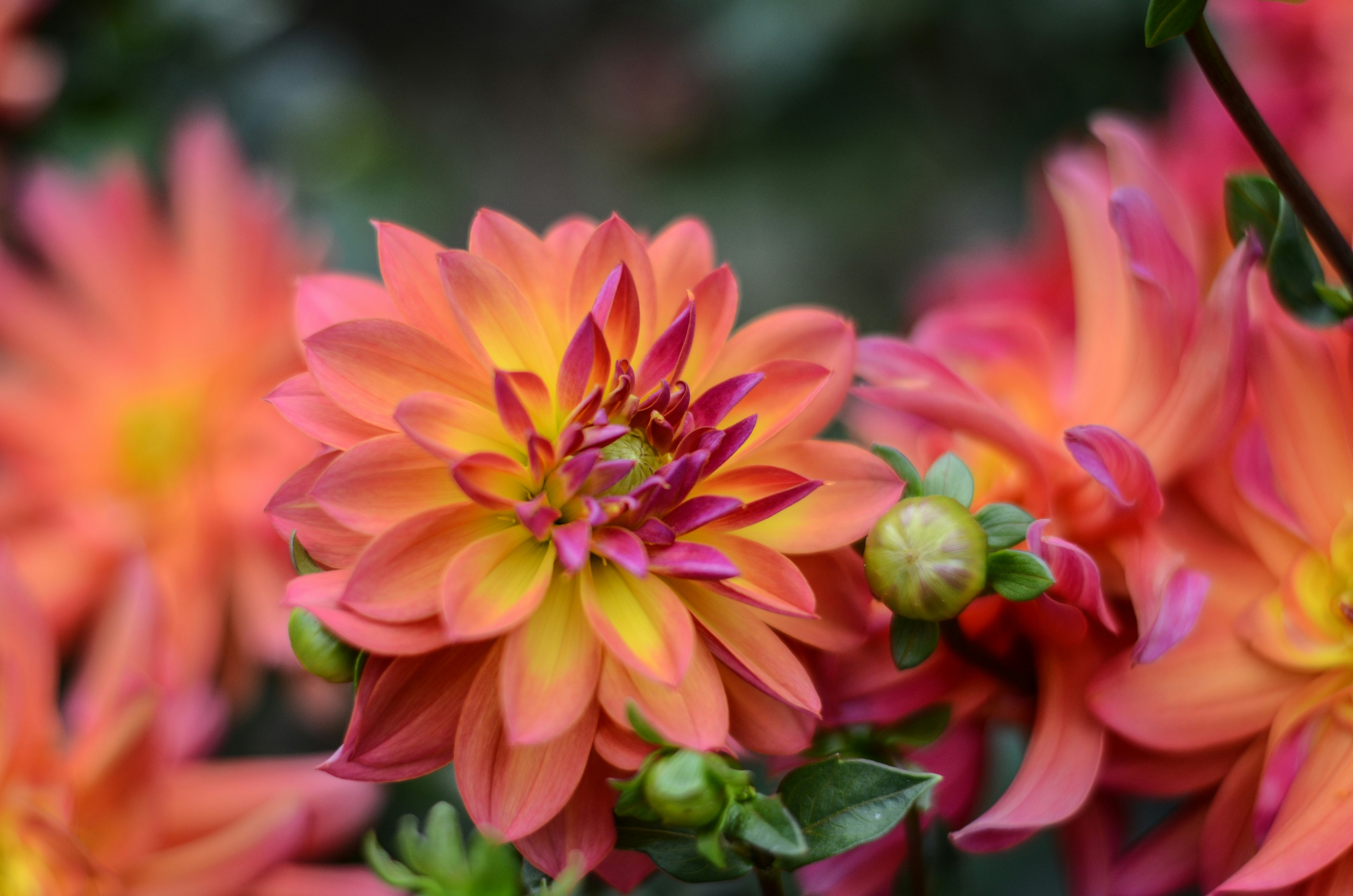 Close-up of a vibrant dahlia flower showcasing its intricate petals and color gradient, surrounded by lush green foliage.