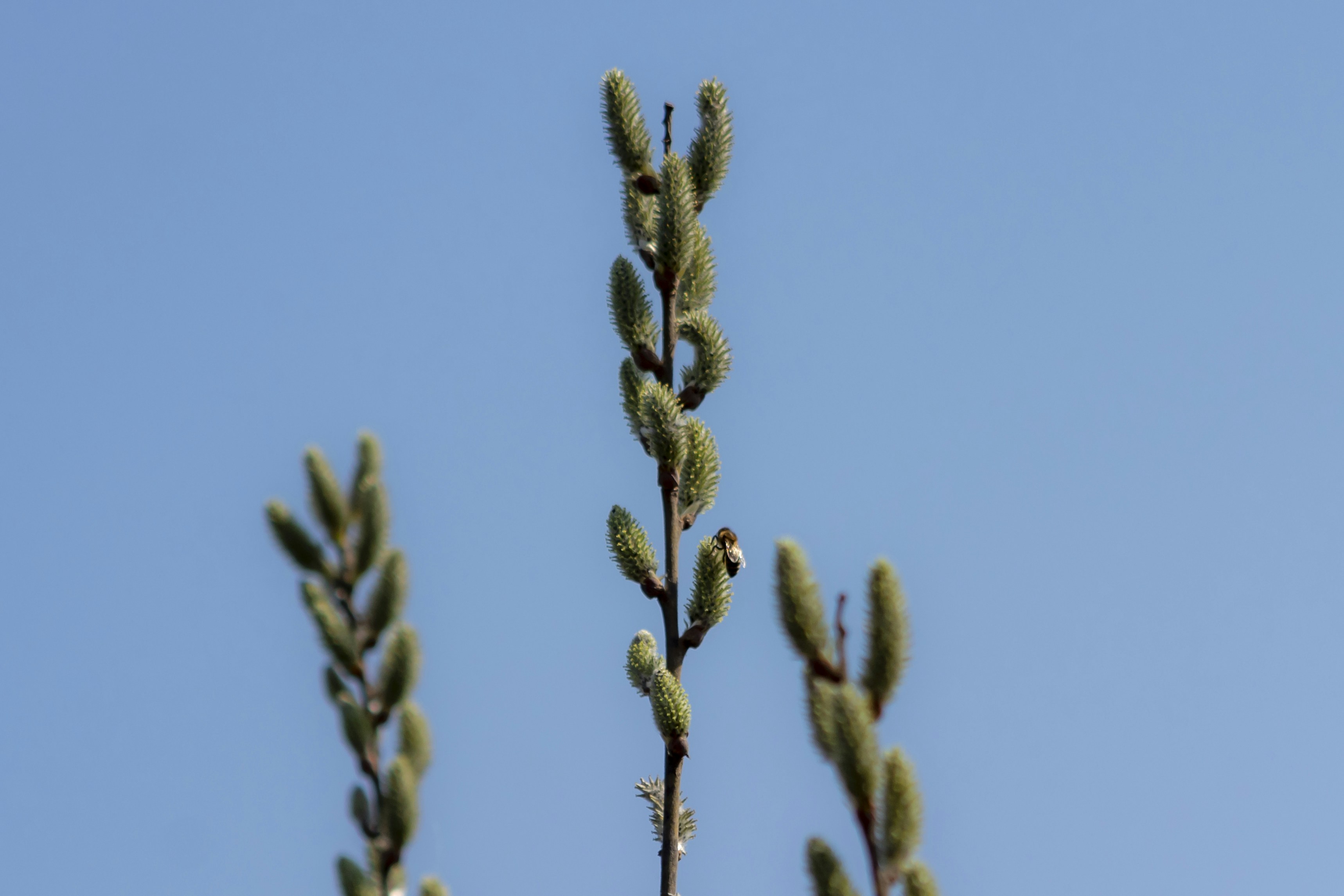 Azure Sky Spear: Tender Sprouts Reaching for Spring