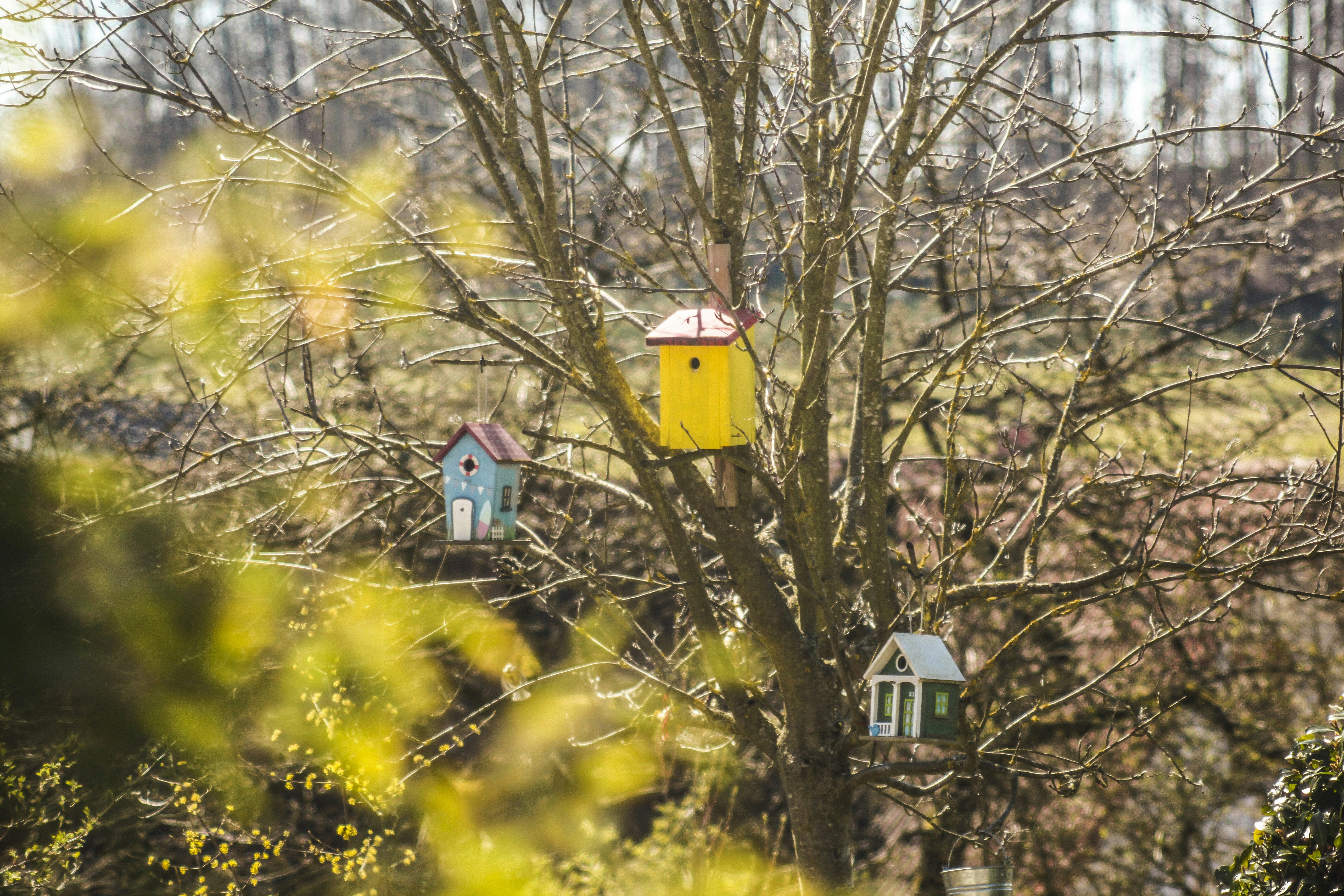 Yellow House in a Canopy: A Tiny Birdhouse Composition Framed by Branches