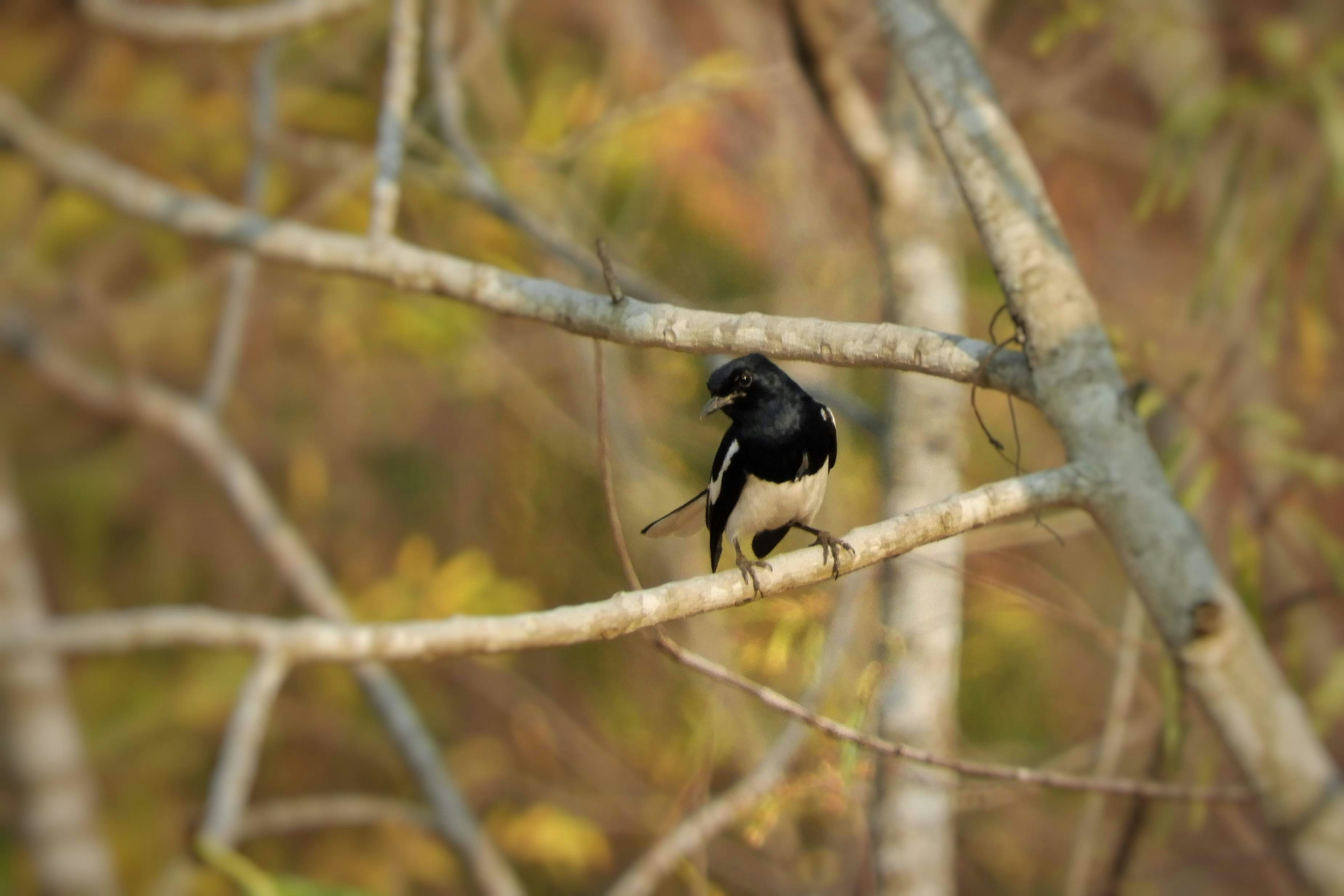 Black and white bird perched on a branch surrounded by autumn foliage. The scene captures the essence of nature's transition.