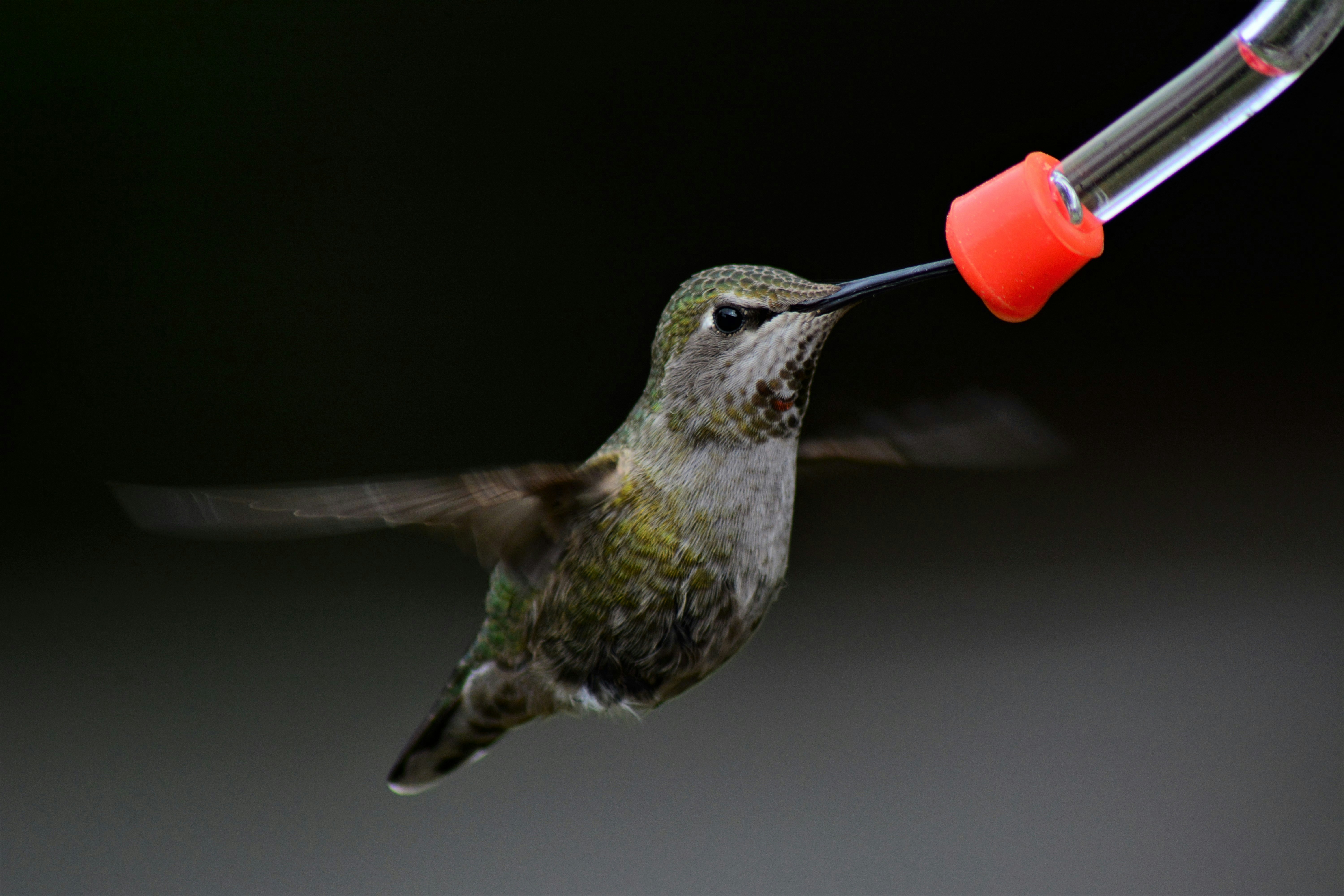 Female Annas hummingbird