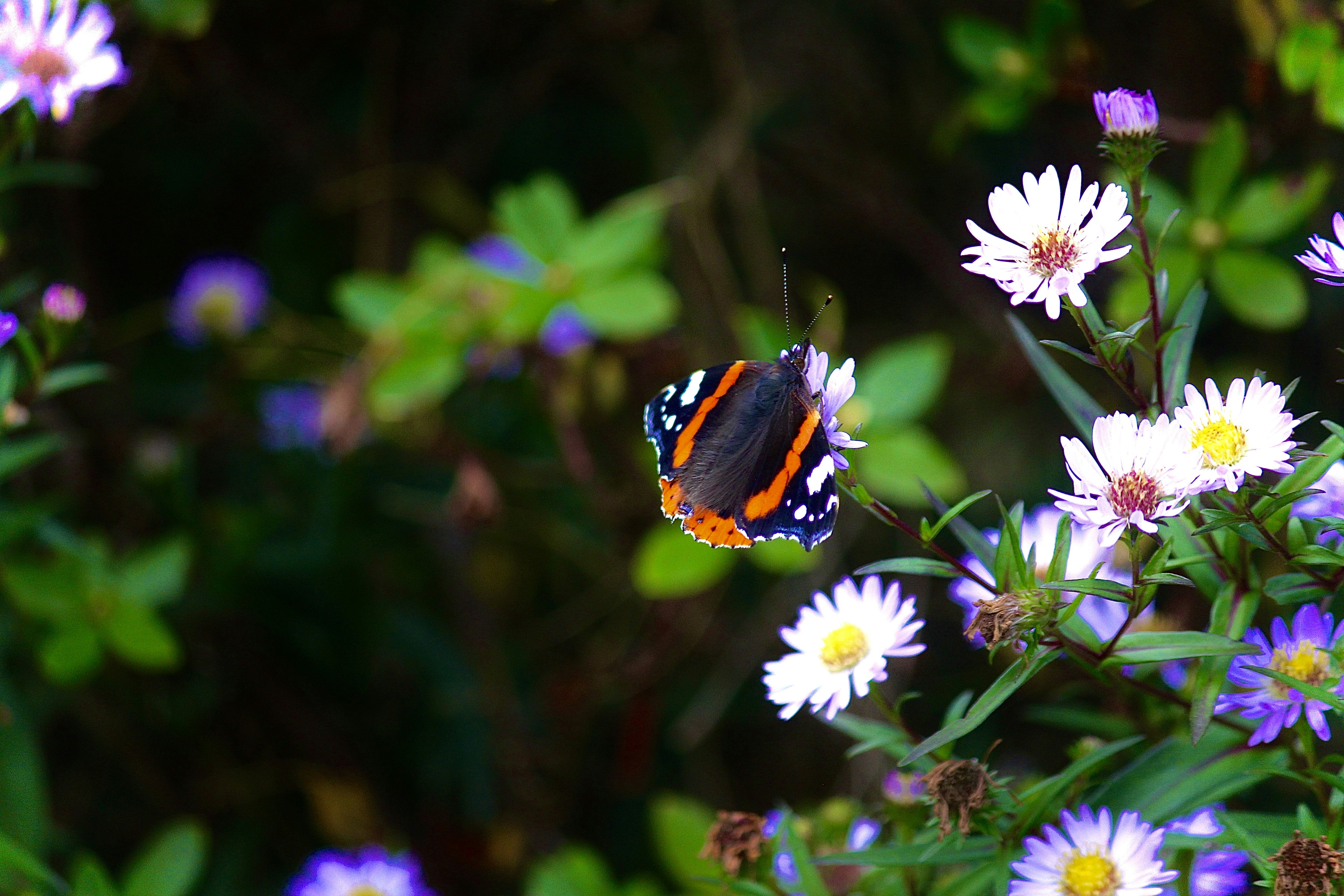 Orange and black butterfly perched on a cluster of white daisies in a garden.