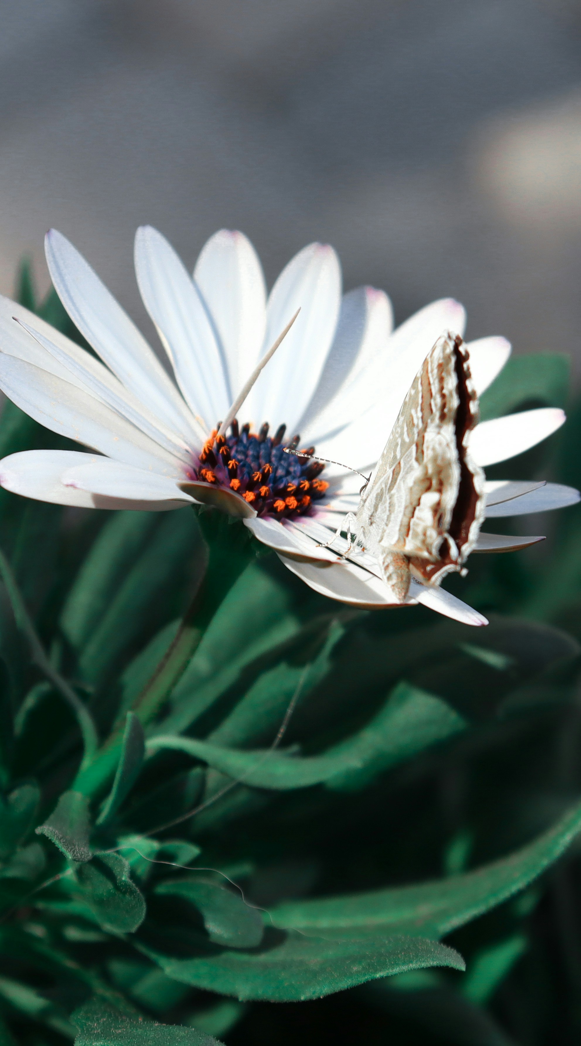 Daisy's Quiet Edge: A Pale Butterfly on White Petals