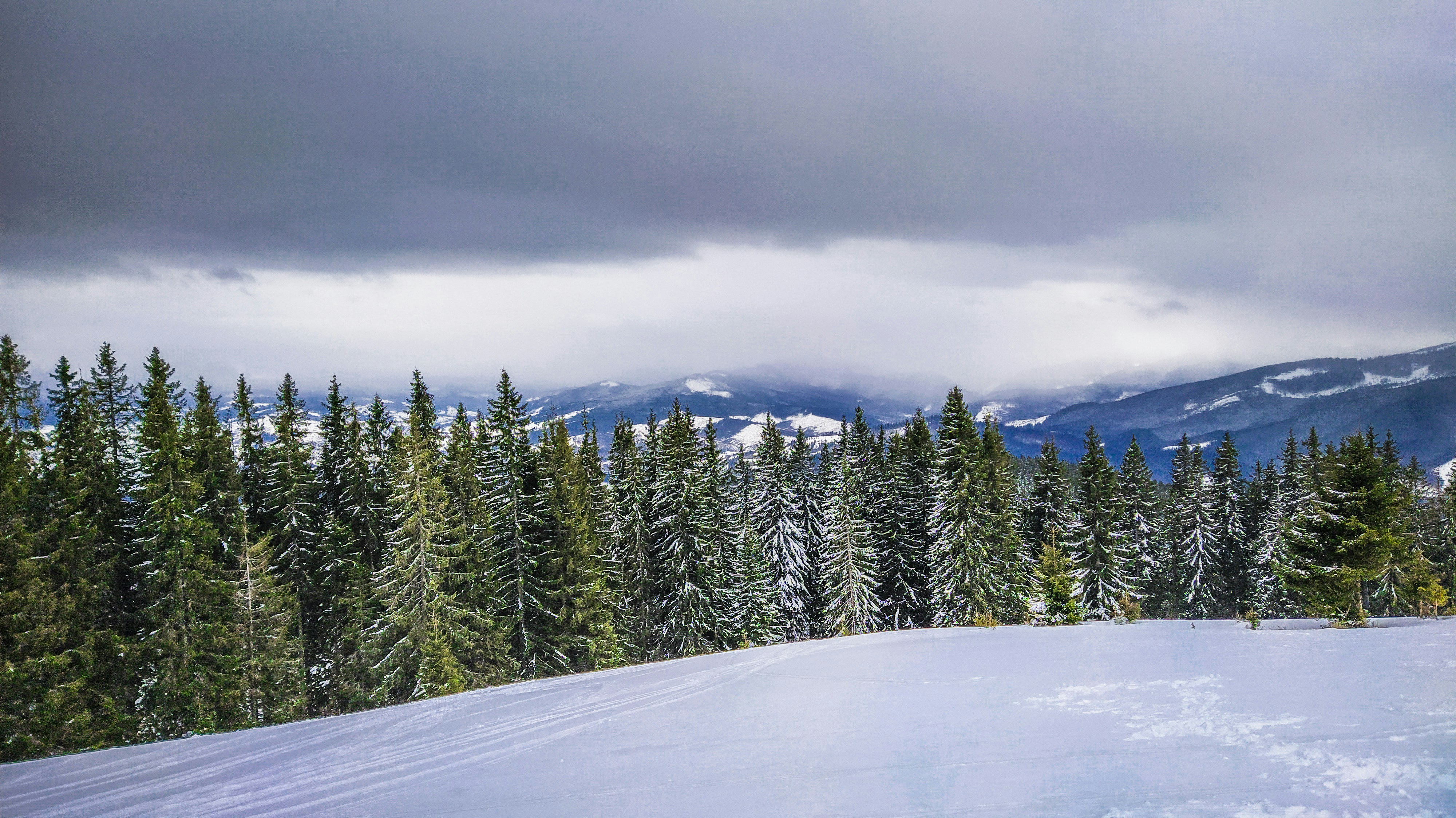 Pins verts sur le sol enneigé sous un ciel nuageux blanc pendant la ...